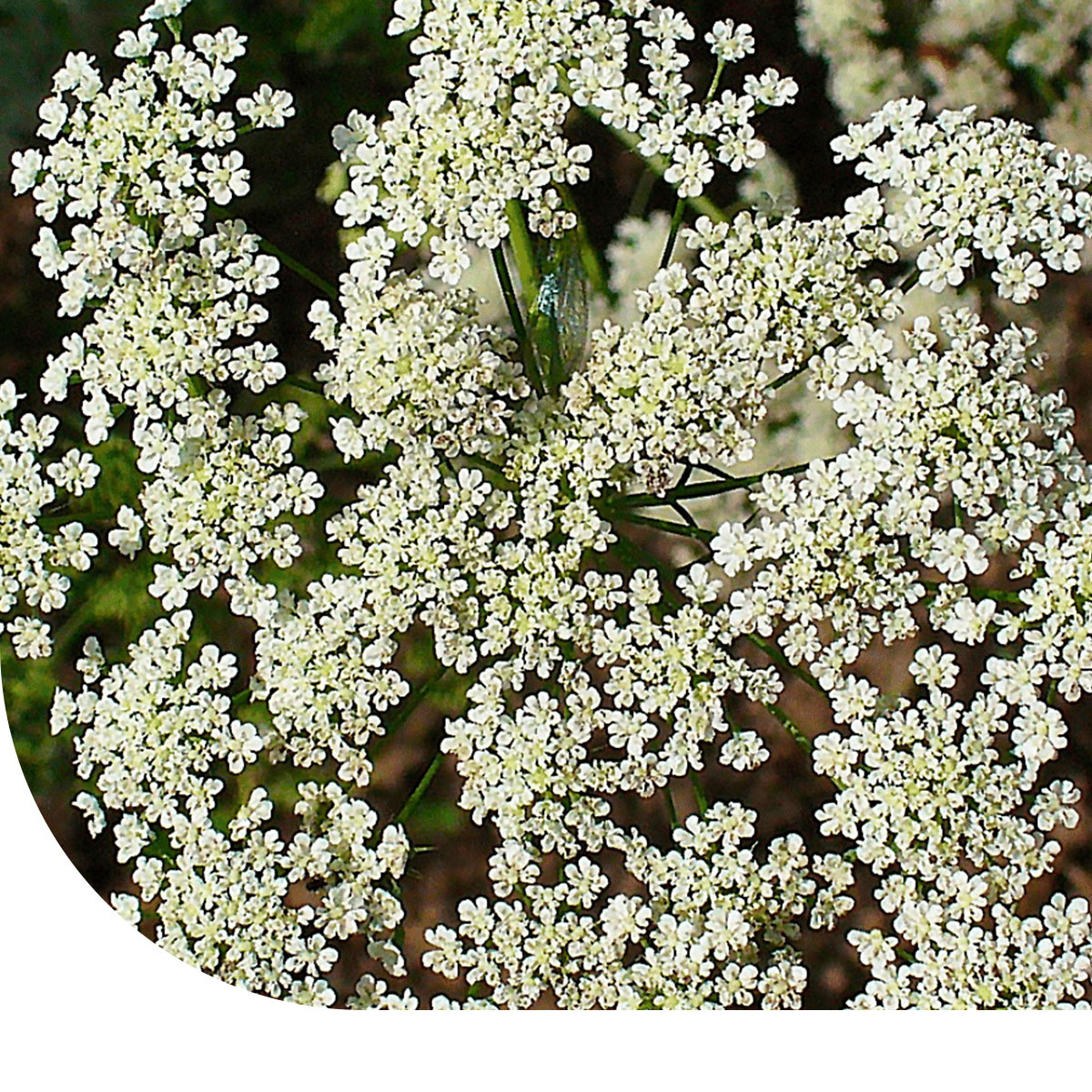 Visagna Daucoides 'The Giant' - Ammi visnaga