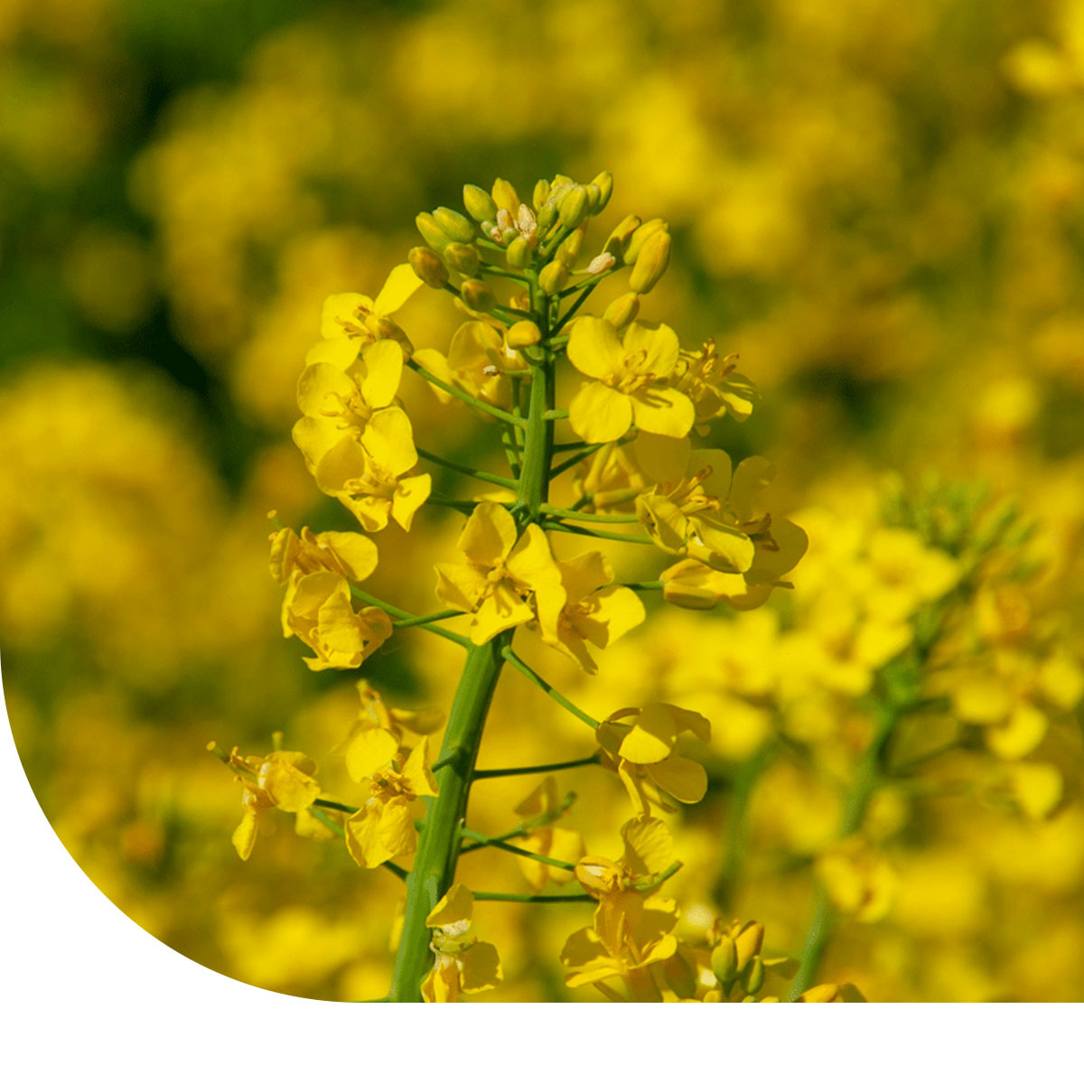 Barbarée commune - Barbarea vulgaris