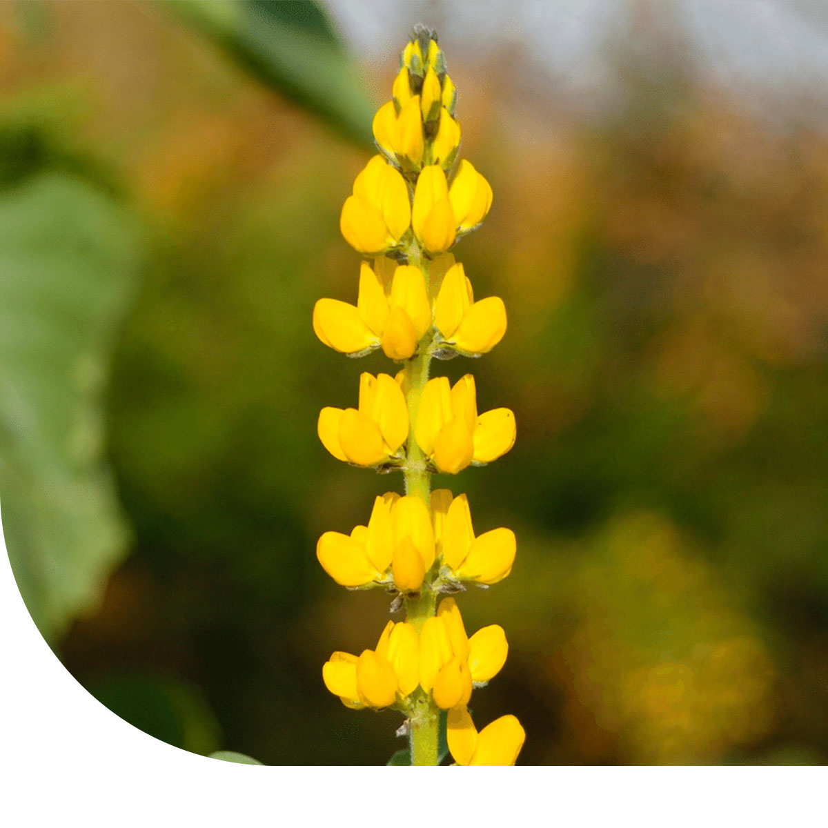 Lupin Jaune - Lupinus luteus