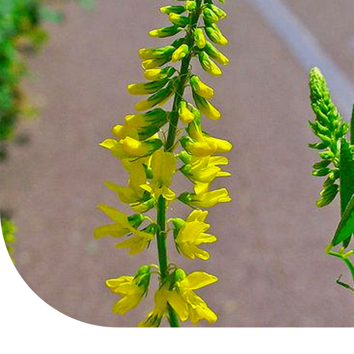 Mélilot officinal - Melilotus officinalis