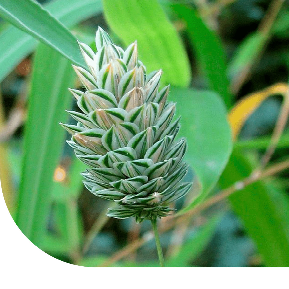 Phalaris - Phalaris canariensis | MRS Seeds