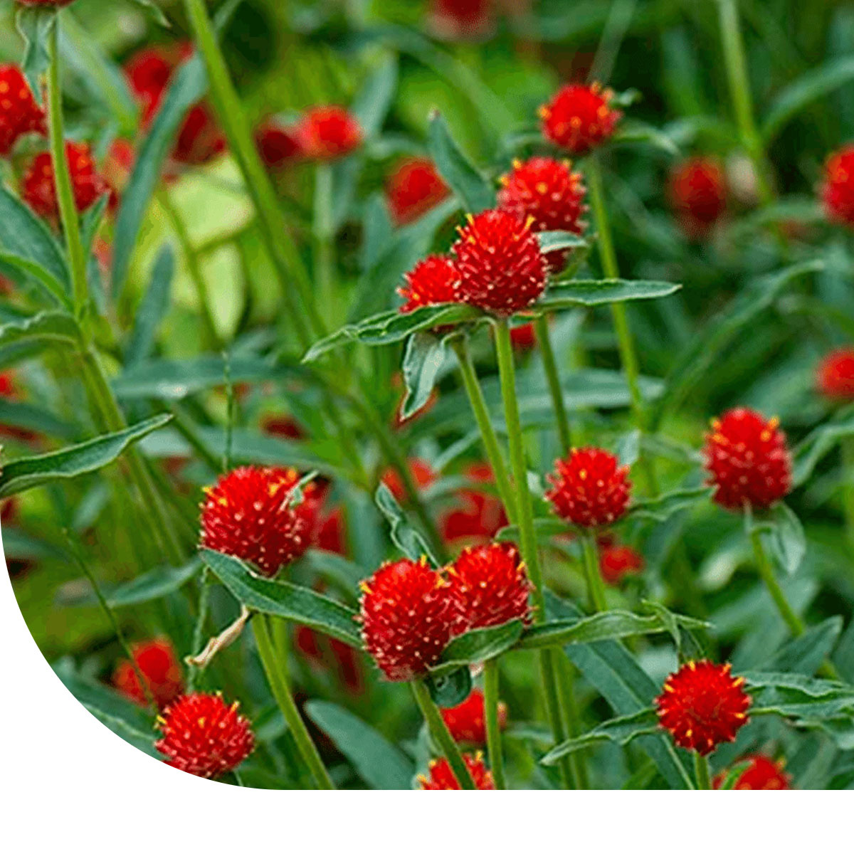 Gomphrena globosa - Gomphrena haageana