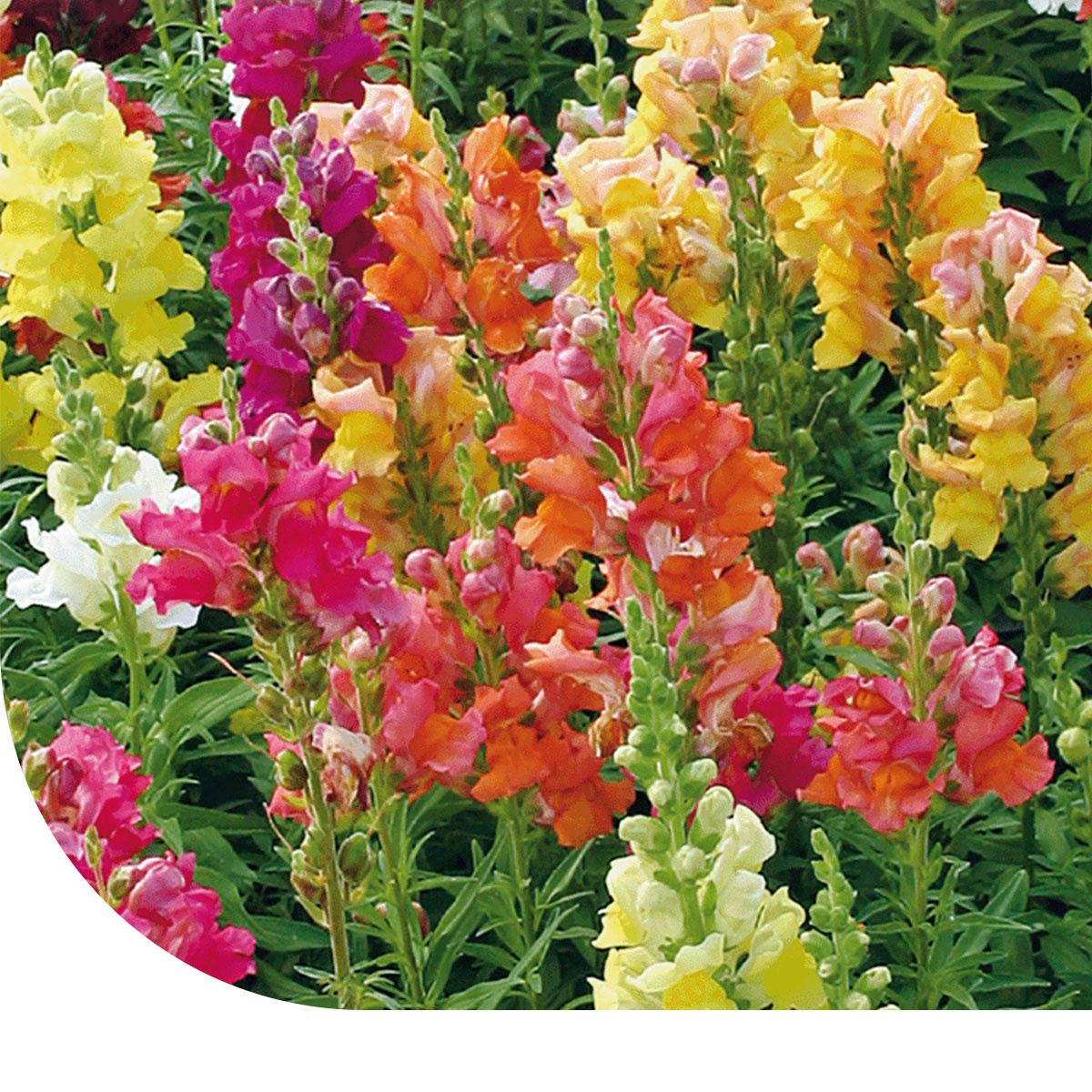 Mufliers mixte | MRS Seeds