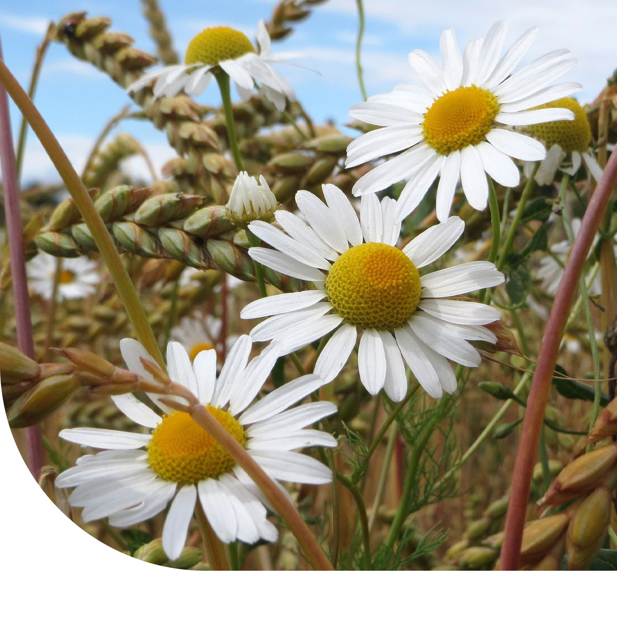 Matricaire maritime - Matricaria inodora