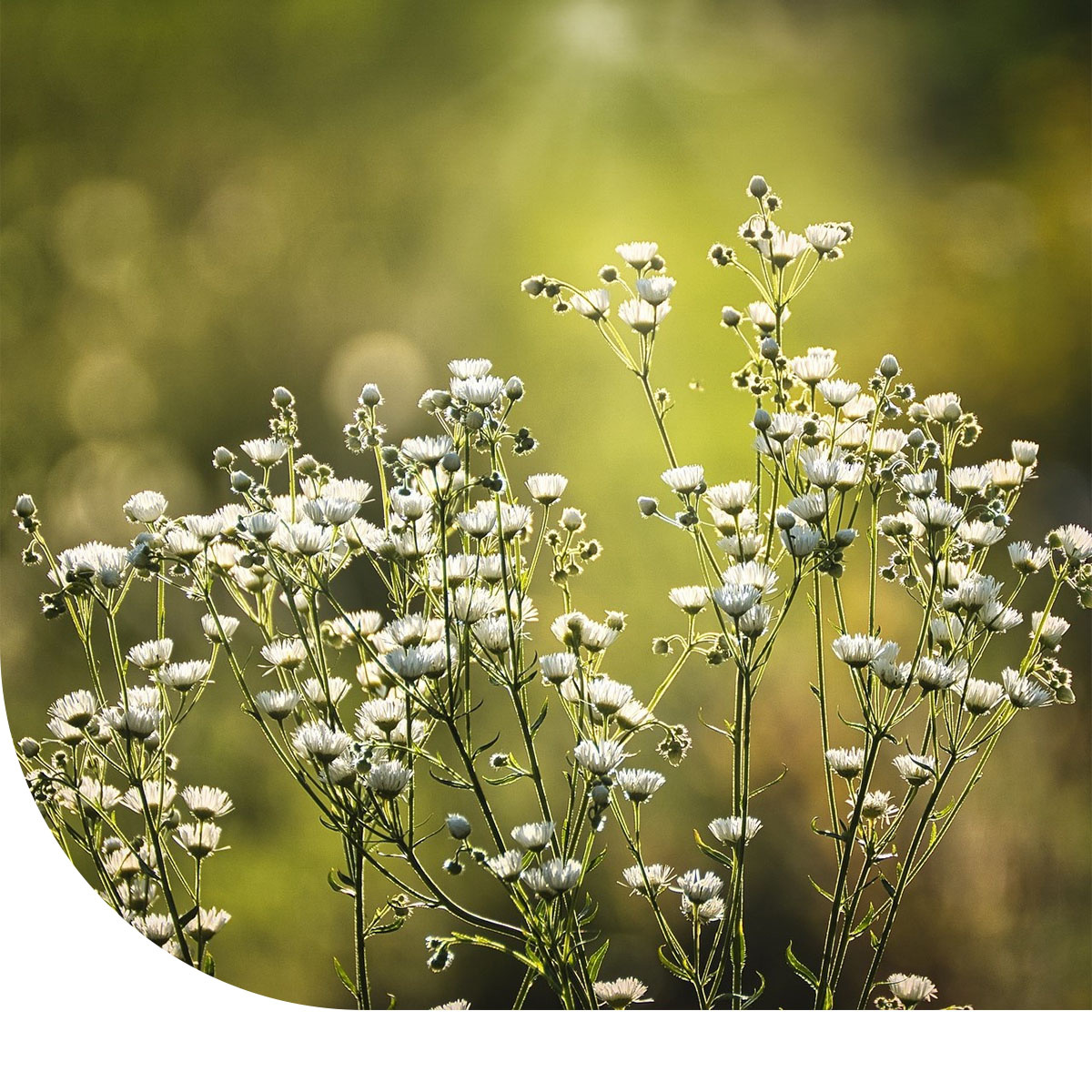 Gypsophile 'Covent Garden' - Gypsophila Elegans
