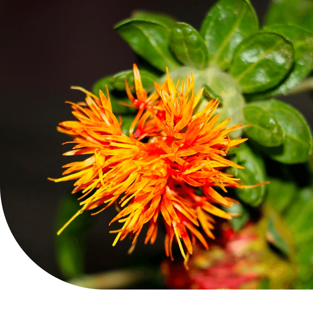 Carthame des teinturiers - Carthamus tinctoria | MRS Seeds