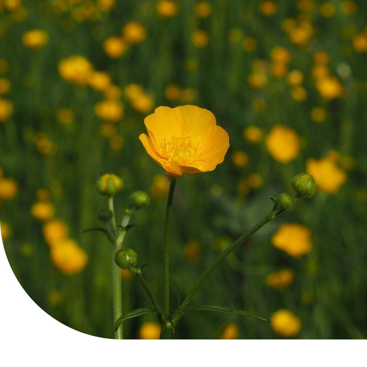 Renoncule âcre - Ranunculus acris