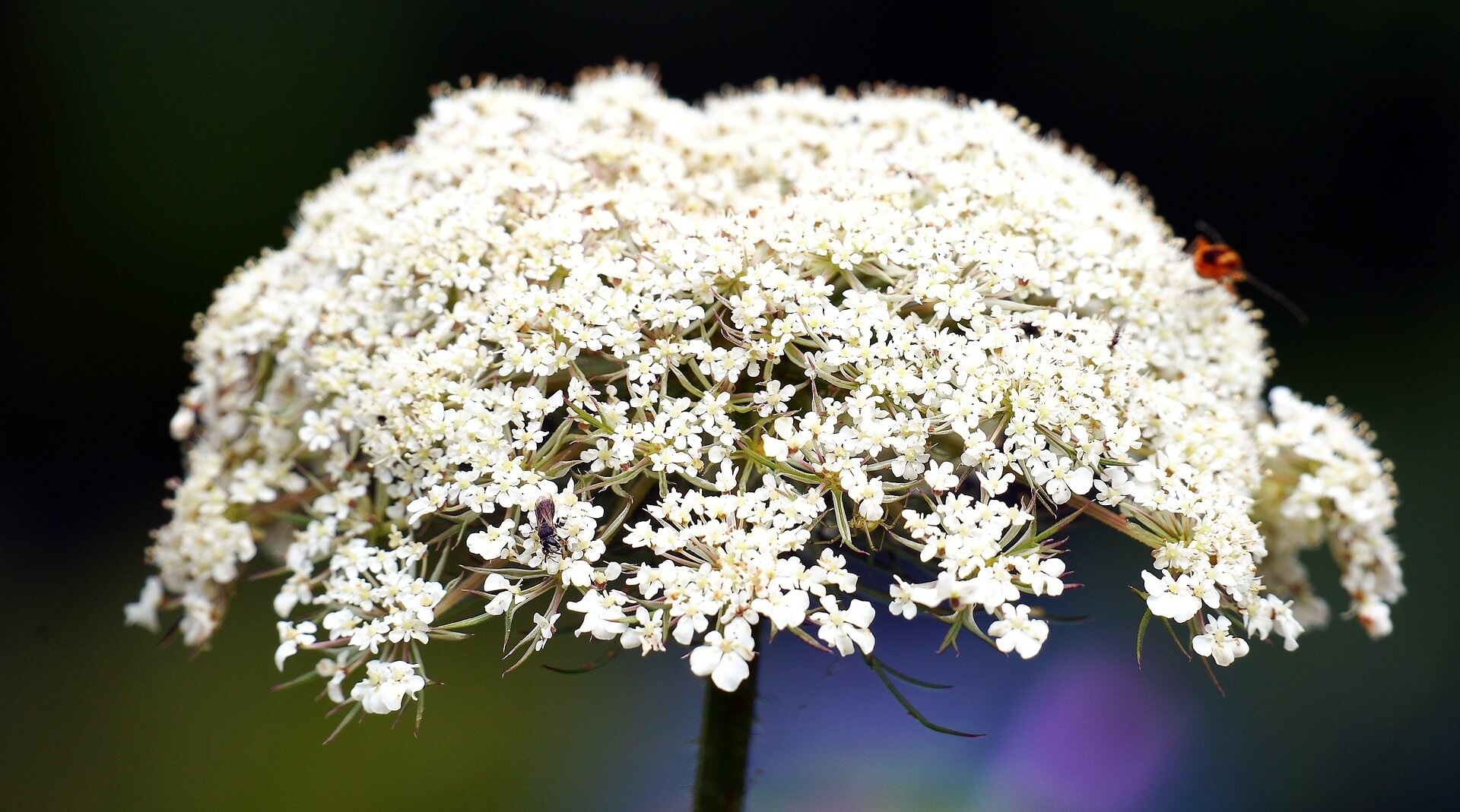 Carotte sauvage - Daucus carota - Gazondirect.fr
