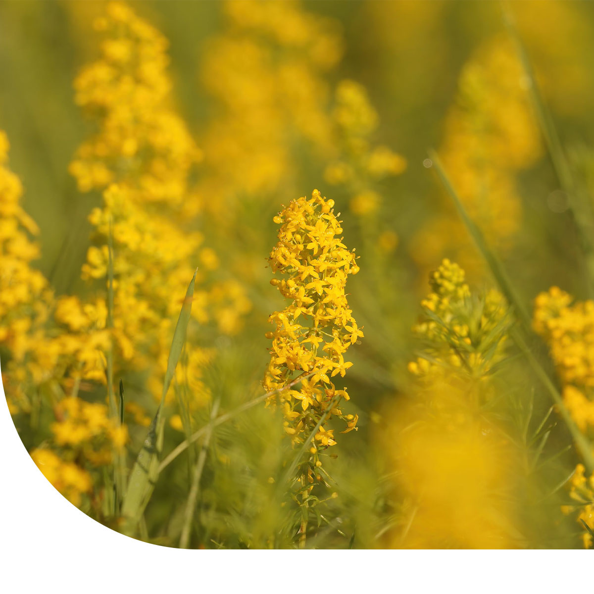 Caille-lait jaune - Galium verum | MRS Seeds