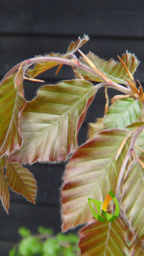 Rode Beukenhaag in pot kopen?Fagus Sylvatica 'Atropunicea in pot ...