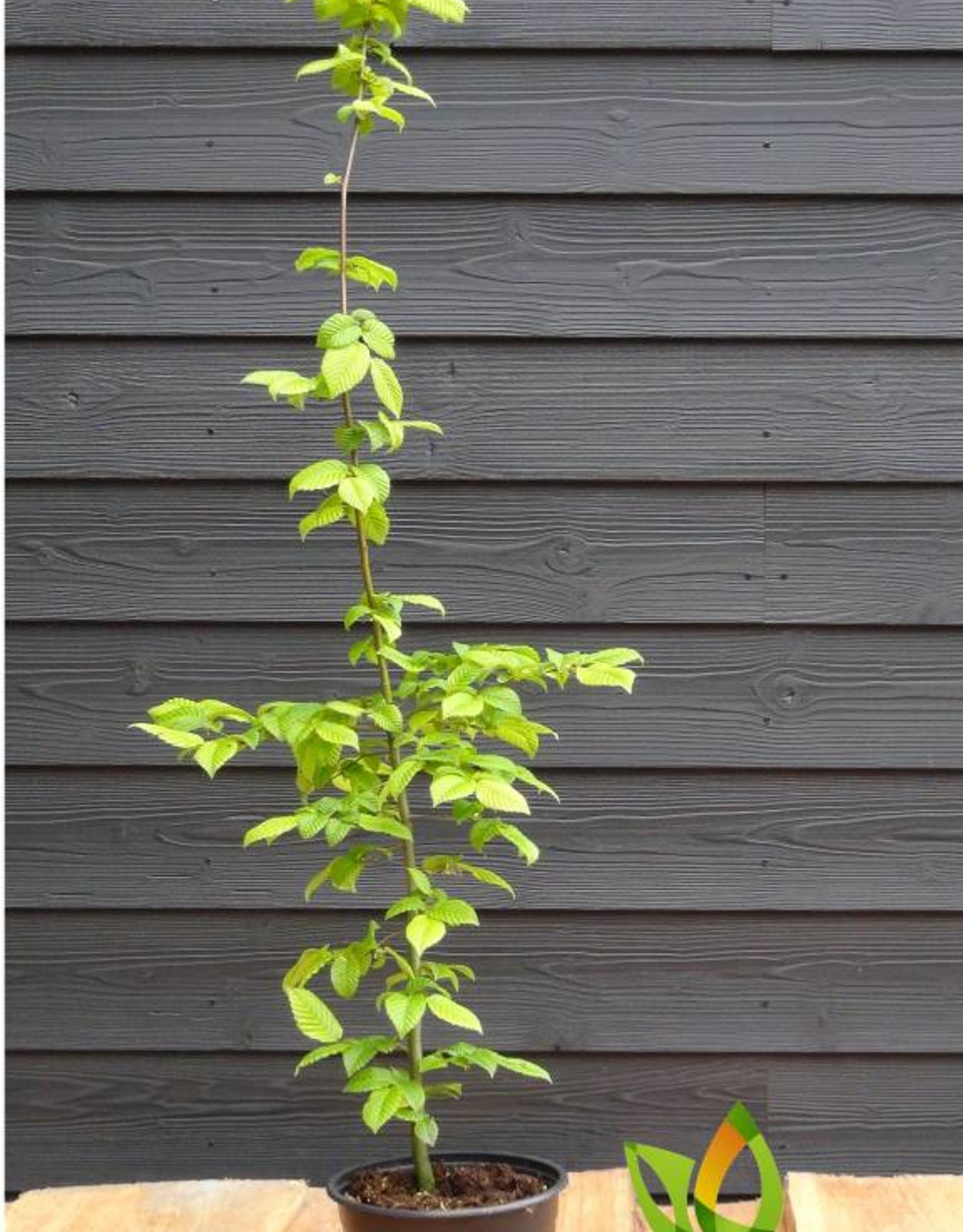 Carpinus betulus haagbeuk - Tuinplantenwebwinkel