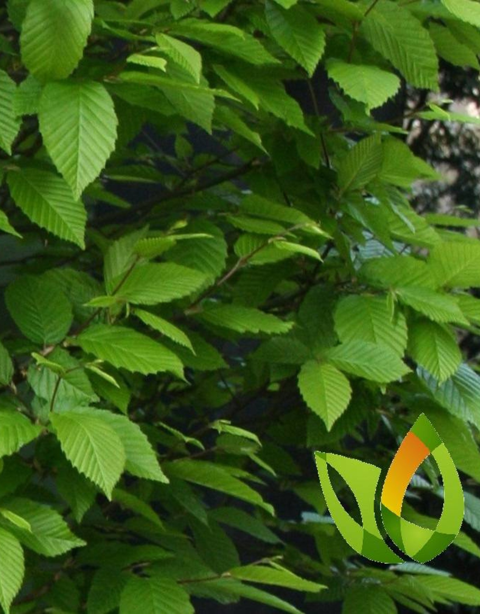 Carpinus betulus haagbeuk - Tuinplantenwebwinkel