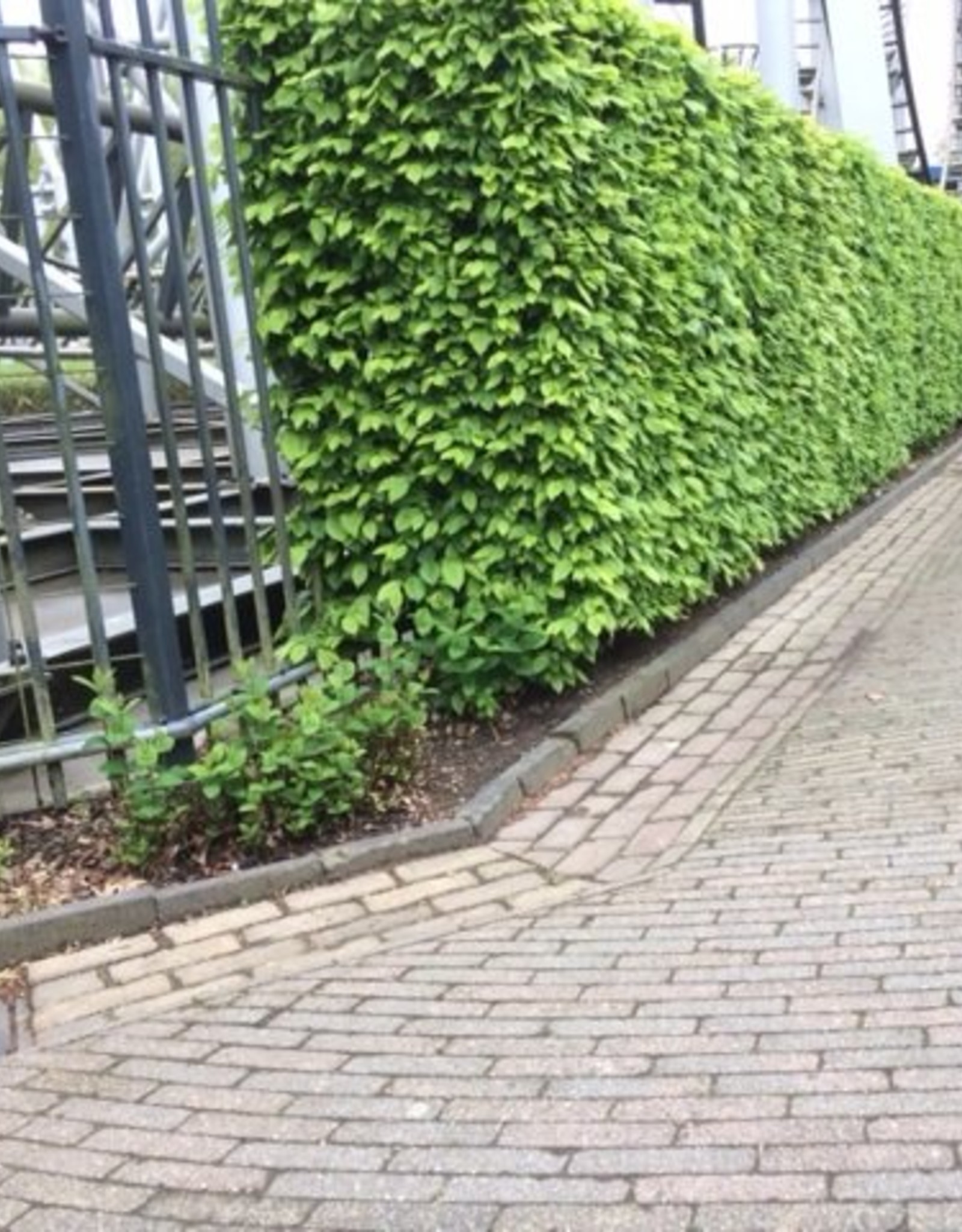Carpinus betulus haagbeuk - Tuinplantenwebwinkel