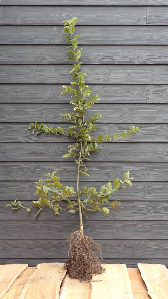 Haagbeuk blote wortel kopen? Bestel hier online!Carpinus betulus kope ...