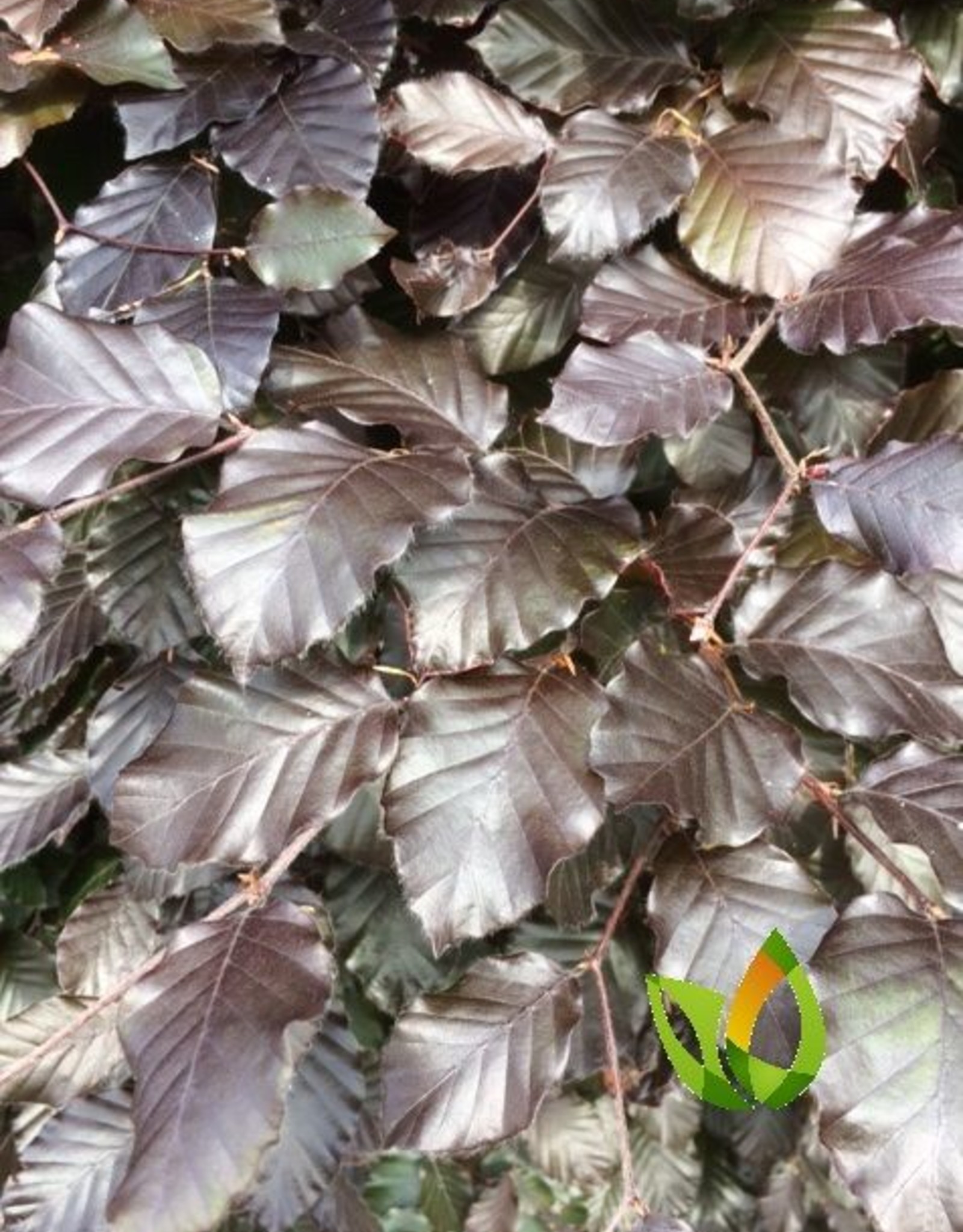 Rode beukenhaag blote wortel kopen? Bestel hier online!Fagus sylvatica ...