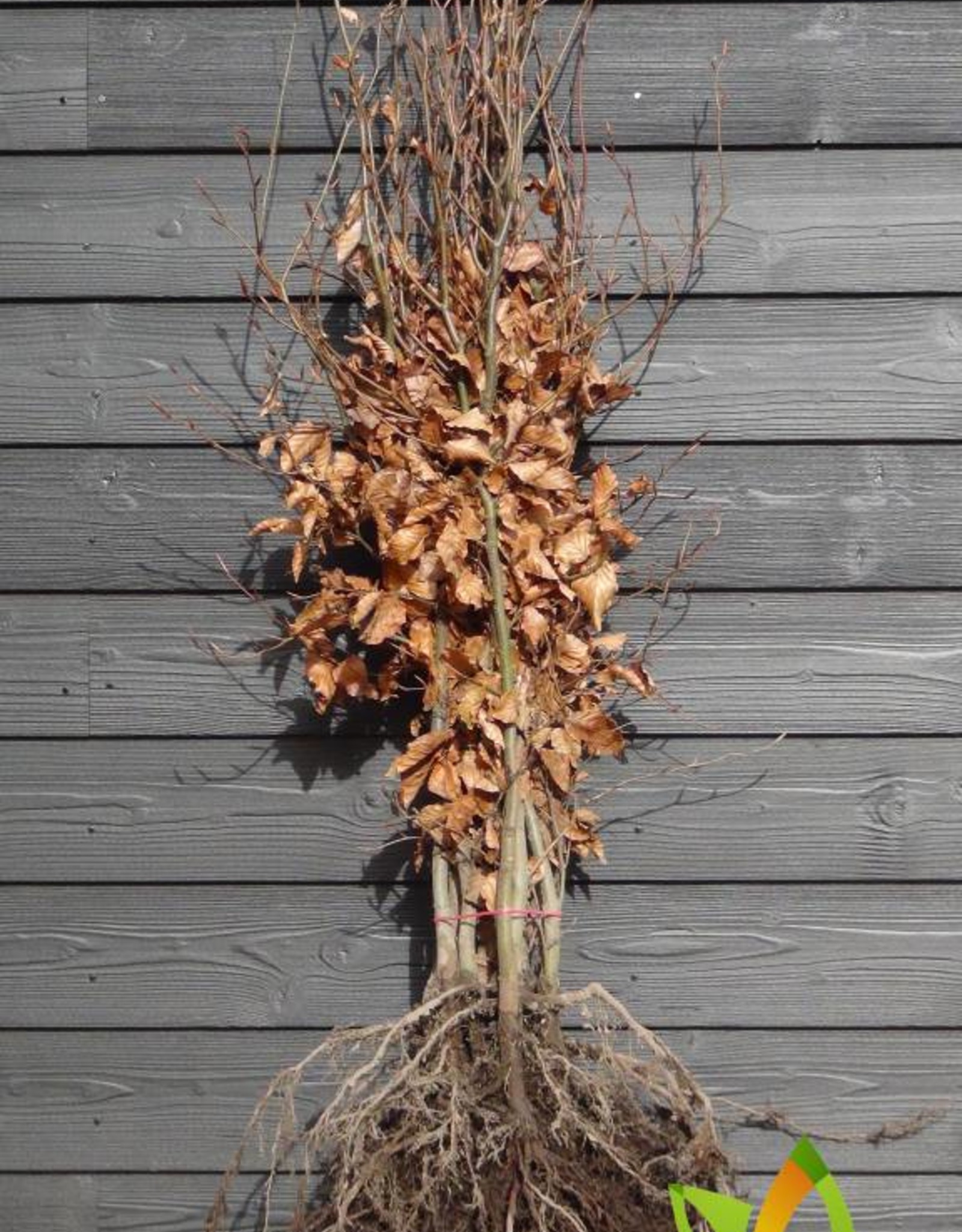 Rode beukenhaag blote wortel kopen? Bestel hier online!Fagus sylvatic ...