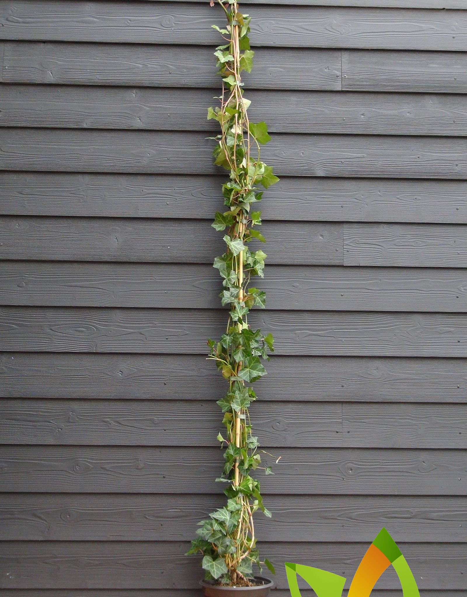 Klimop Hedera helix in pot kopen?Bestel hier online! - Tuinplantenwebwinkel