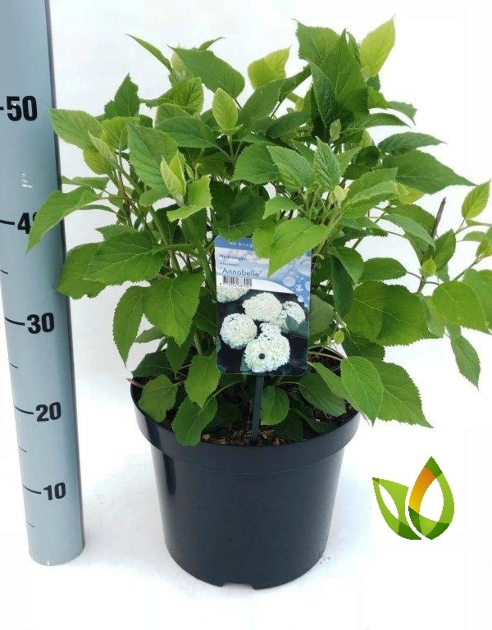 Hydrangea arborescens 'Annabelle' in pot kopen?Bestel hier online ...