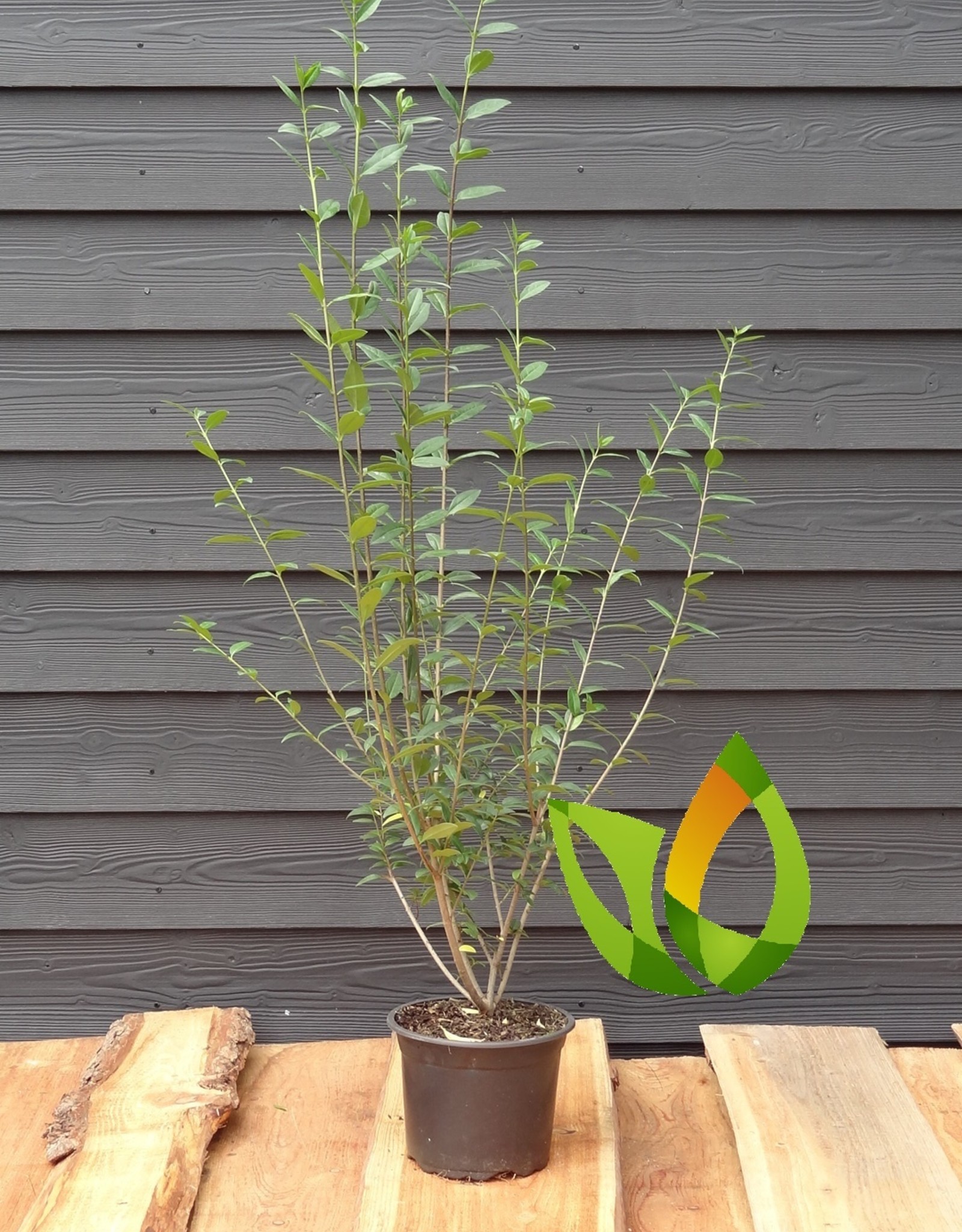 Wintergroene Liguster vulgare 'Atrovirens' ? Bestel hier online ...