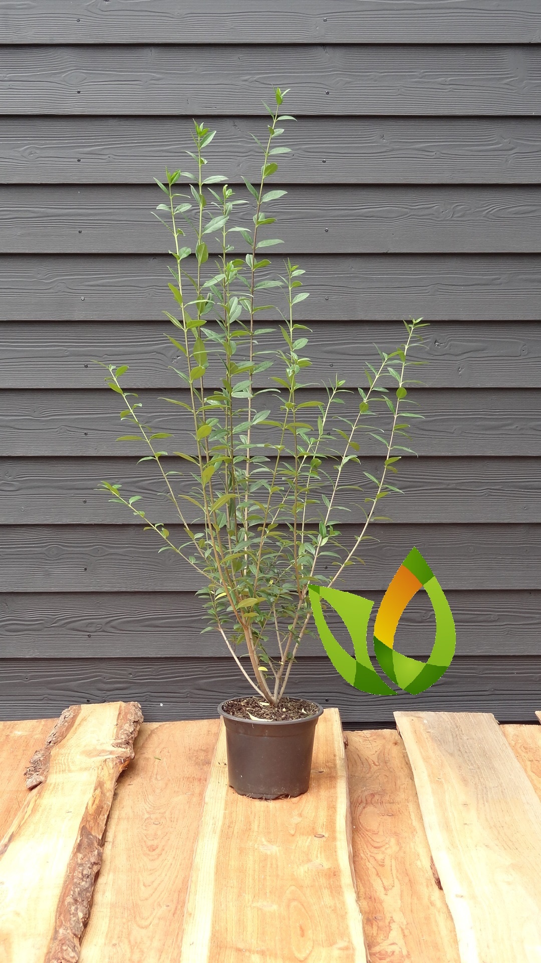 Wintergroene Liguster vulgare 'Atrovirens' ? Bestel hier online ...