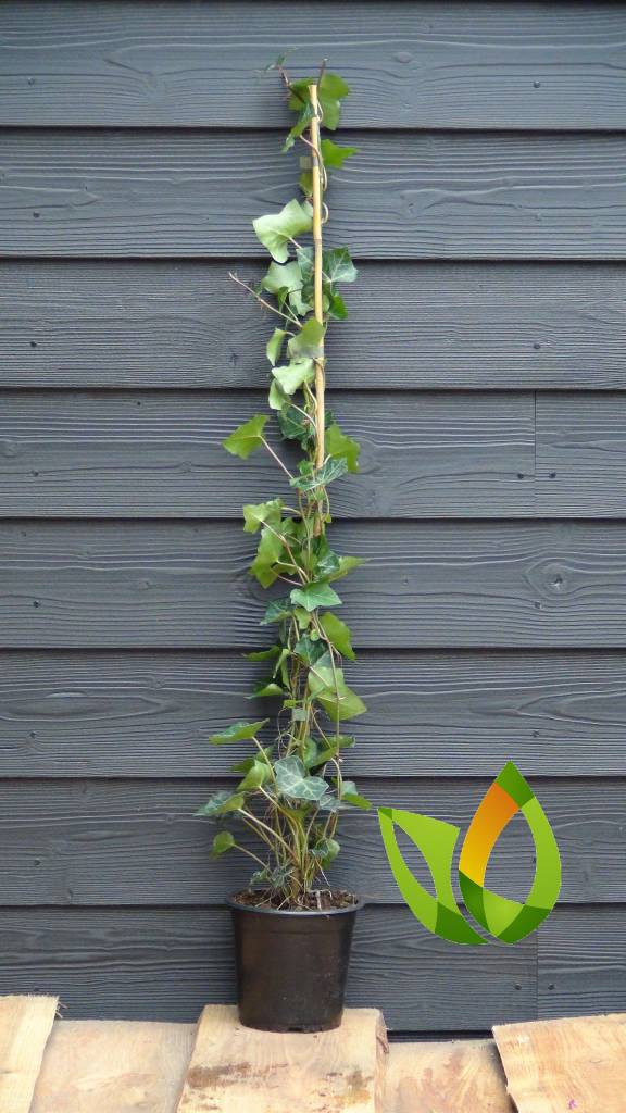 Klimop Hedera helix in pot kopen?Bestel hier online! - Tuinplantenwebwinkel