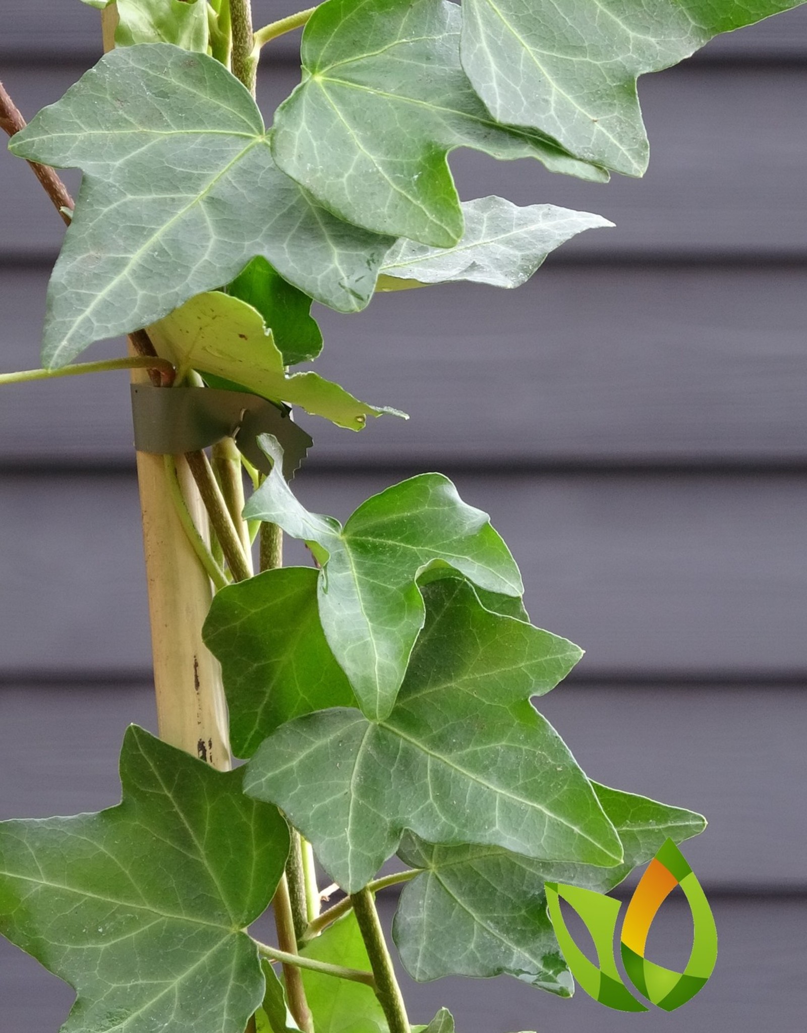 Klimop Hedera helix in pot kopen?Bestel hier online! - Tuinplantenwebwinkel