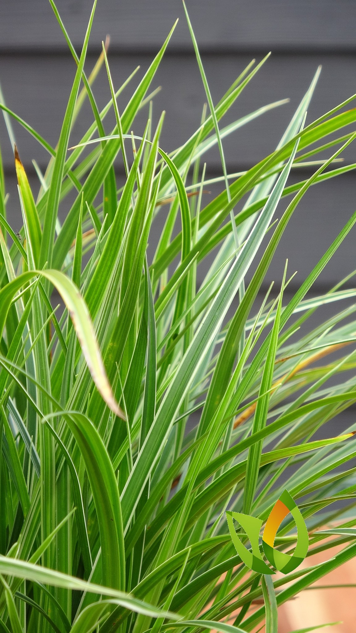 Siergrassen kopen? Bestel hier online! - Tuinplantenwebwinkel