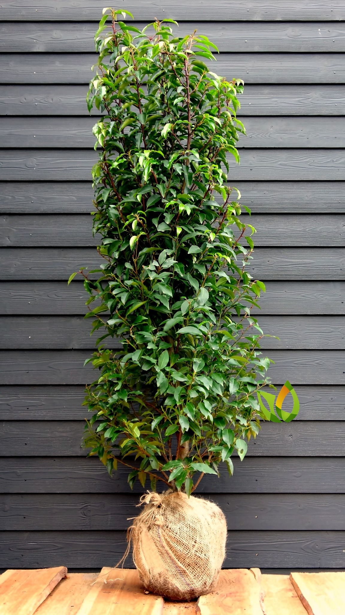 Portugese laurier Prunus lusitanica 'Angustifolia' - Tuinplantenwebwinkel