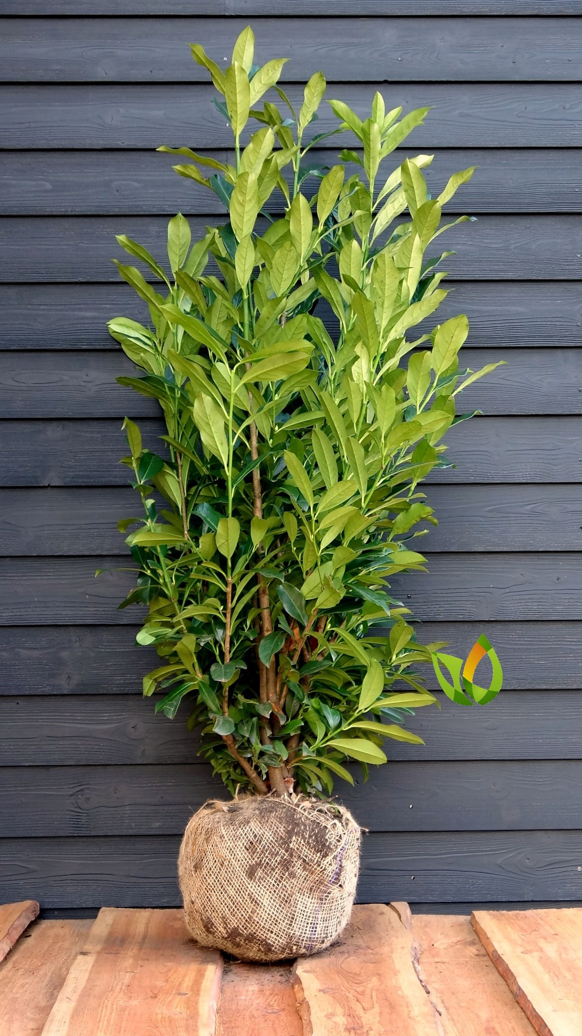 Laurier 'Elly'®? Prunus laurocerasus 'Elly'® Bestel hier online ...
