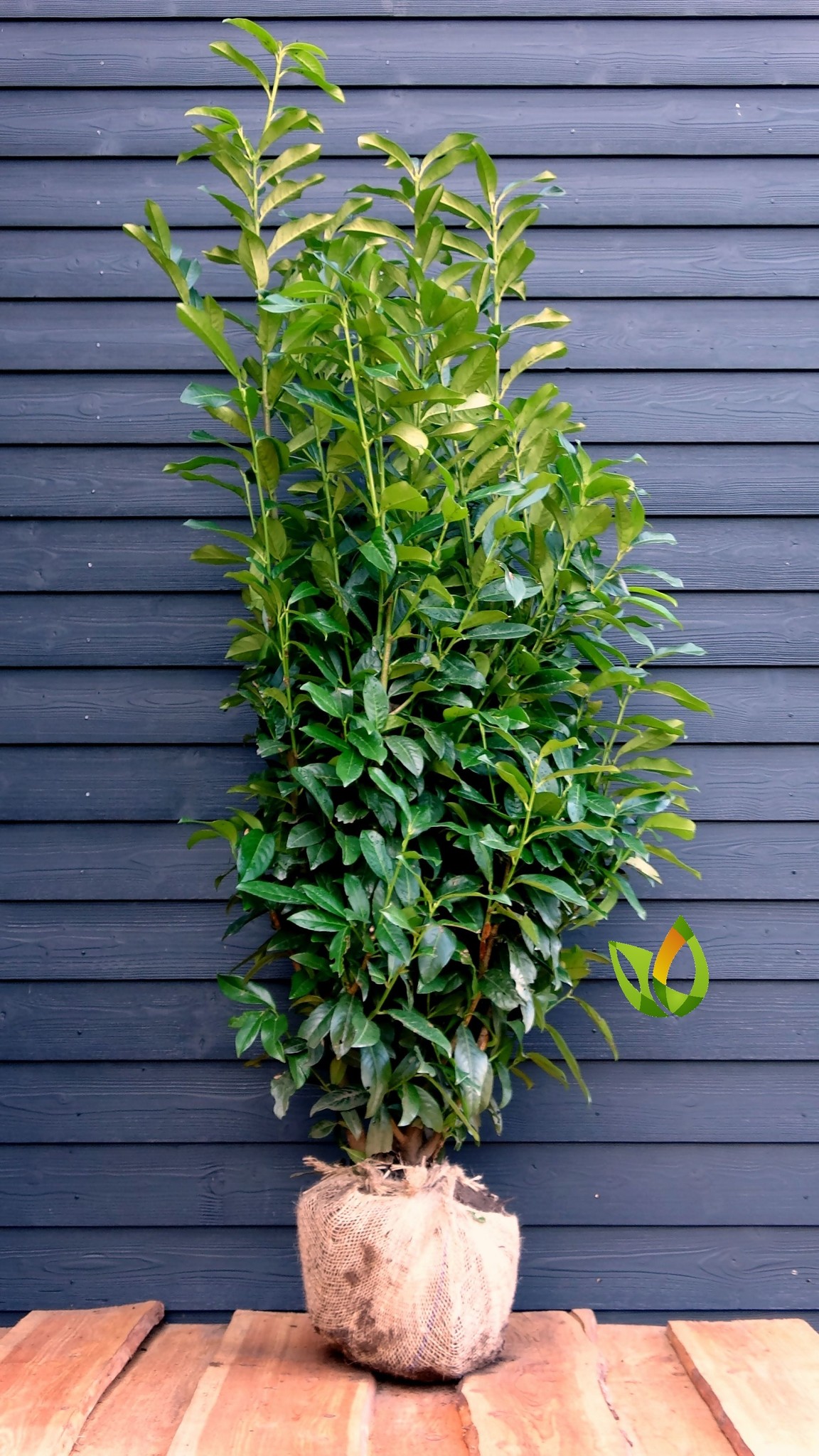 Laurierkers 'Genolia'? Prunus laurocerasus 'Genolia Mariblon ...