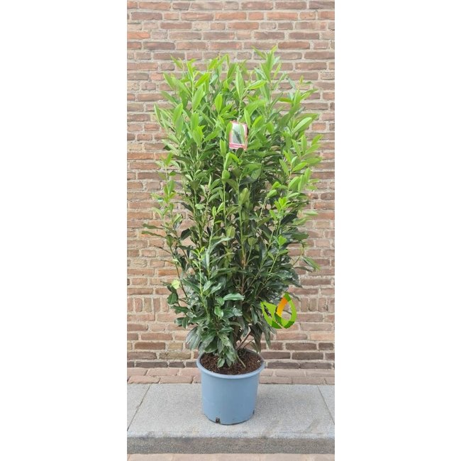 Laurier 'Elly'®? Prunus laurocerasus 'Elly'® Bestel hier online ...