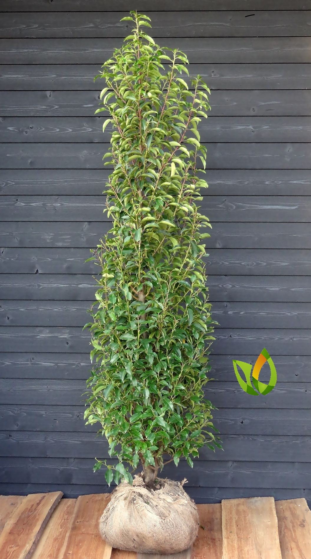 Portugese laurier Prunus lusitanica 'Angustifolia' - Tuinplantenwebwinkel
