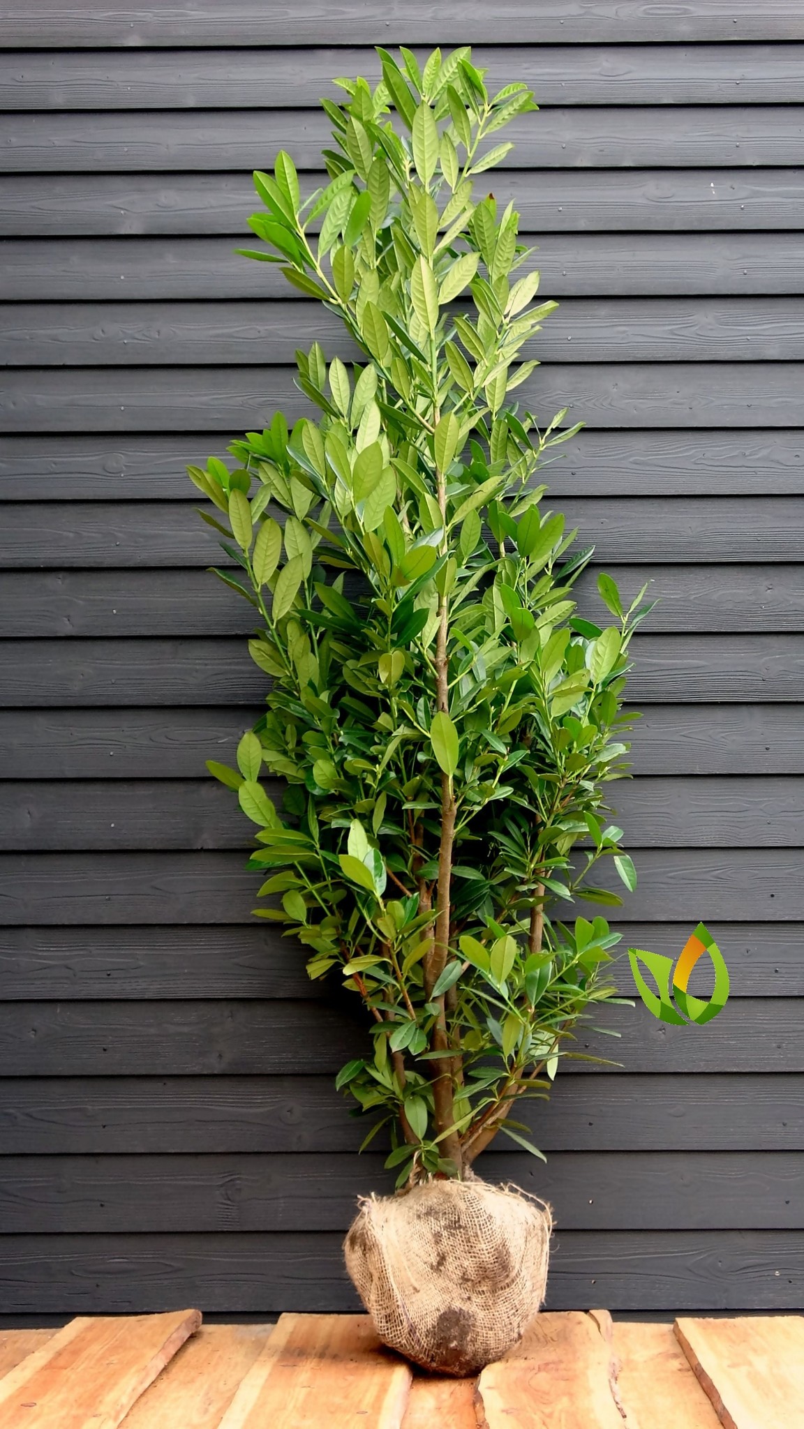 Laurierkers ‘Caucasica’ of Prunus laurocerasus ‘Caucasica ...