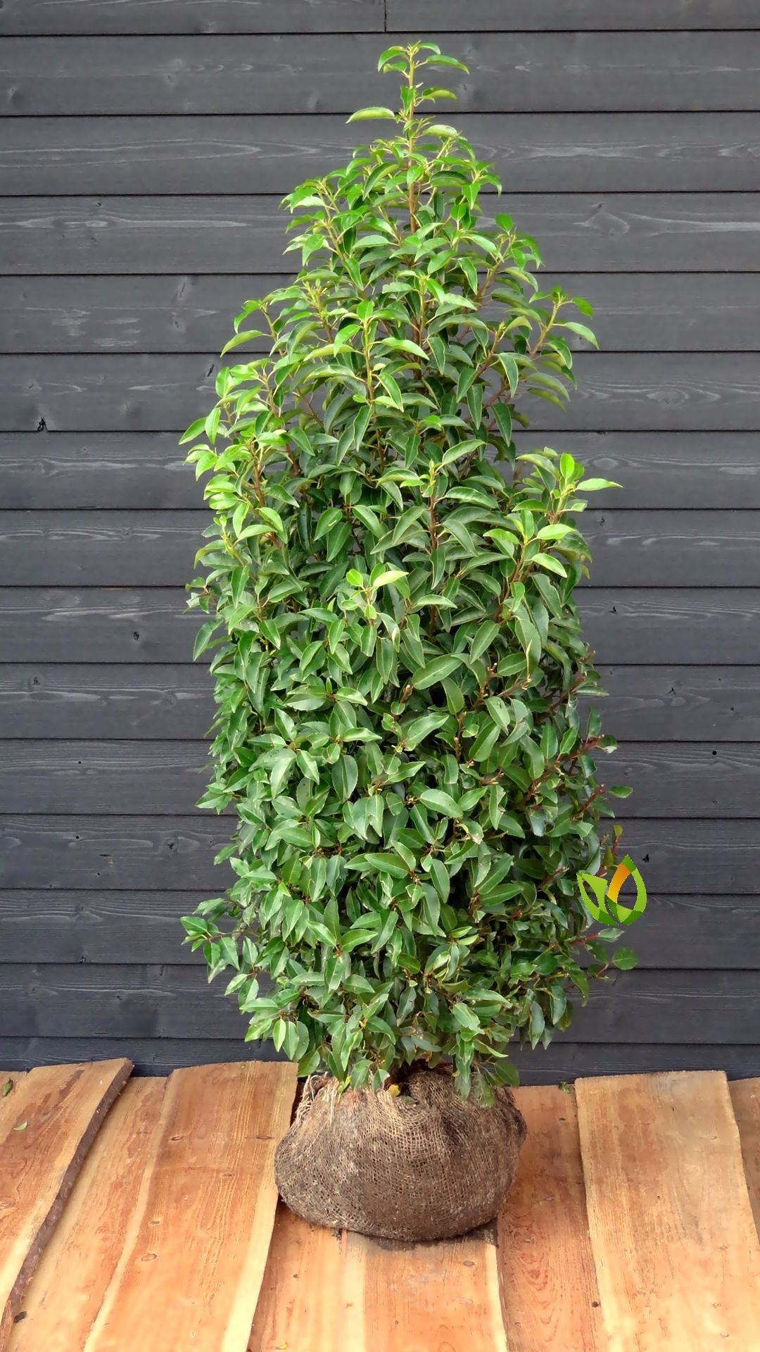 Portugese laurier Prunus lusitanica 'Angustifolia' - Tuinplantenwebwinkel