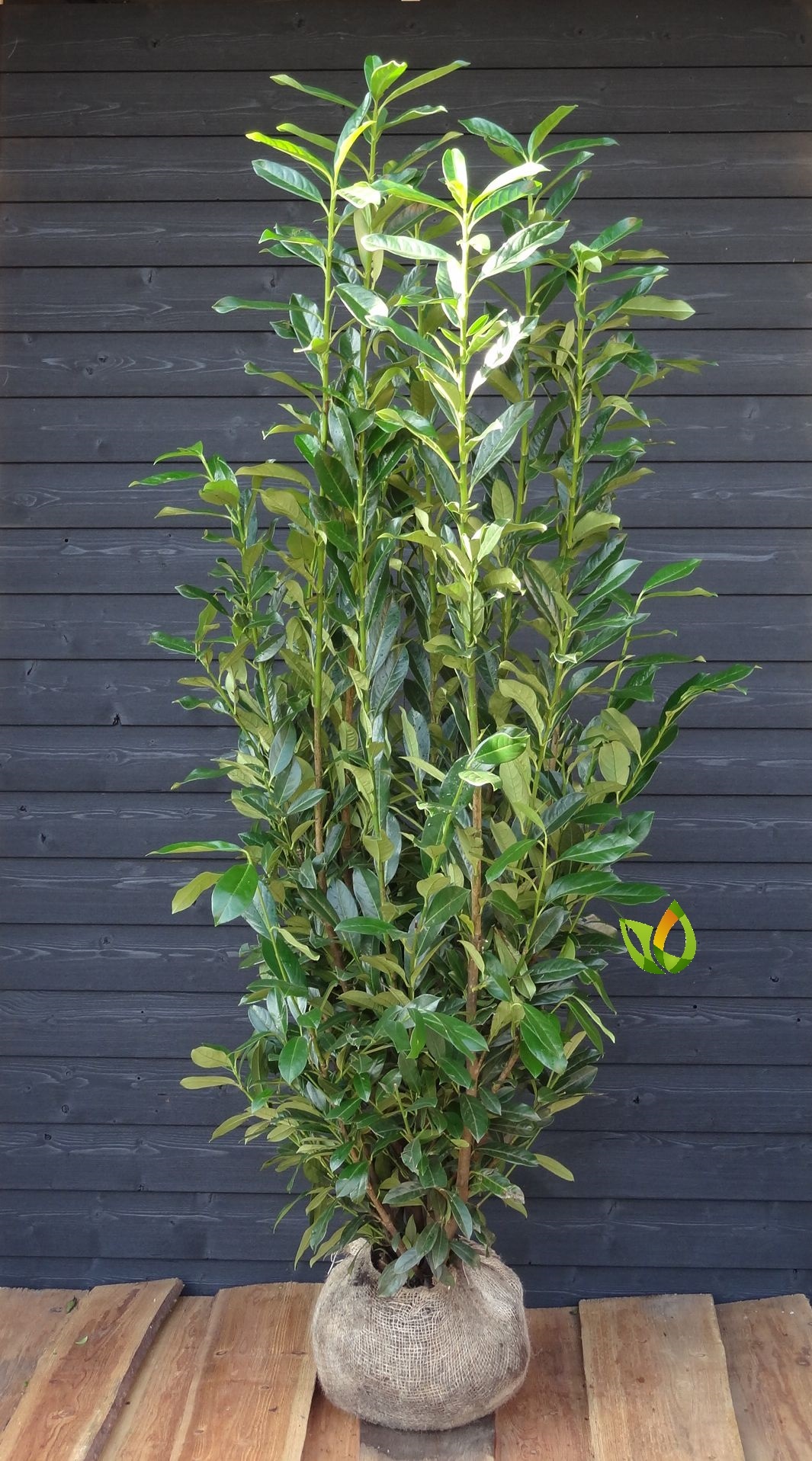 Laurier 'Elly'®? Prunus laurocerasus 'Elly'® Bestel hier online ...