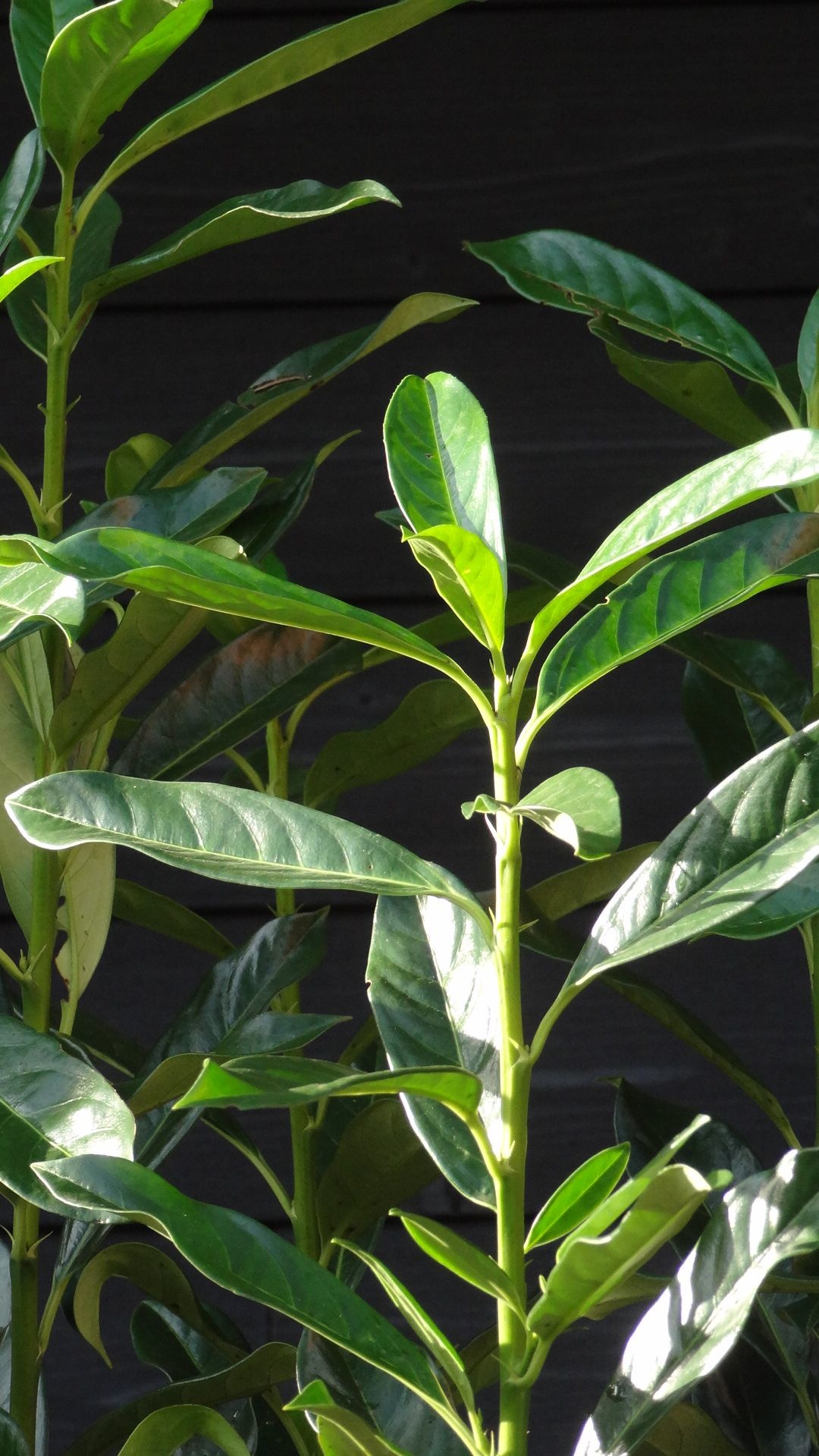 Laurier 'Elly'®? Prunus laurocerasus 'Elly'® Bestel hier online ...