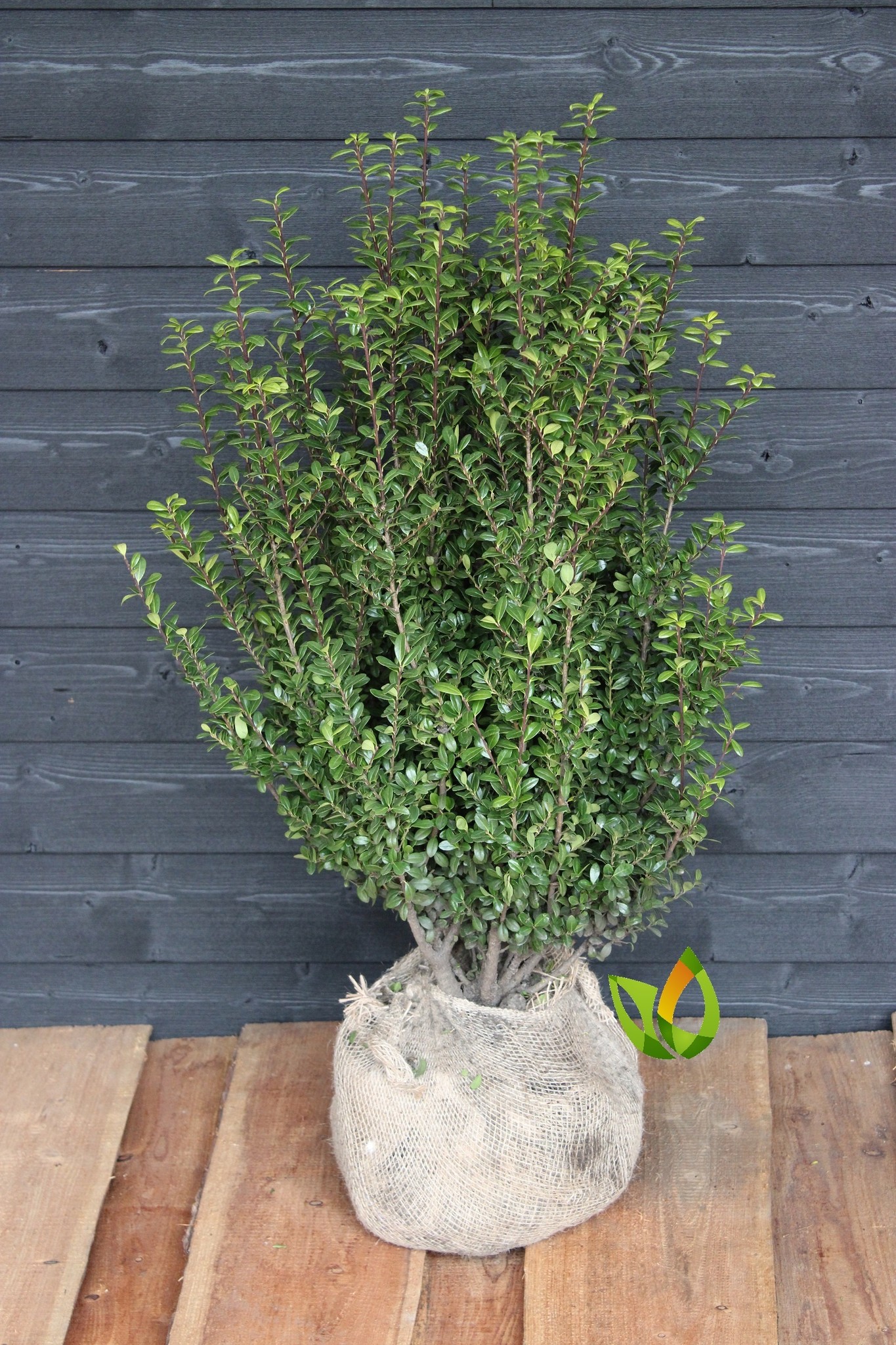 Japanse hulst Ilex Crenata 'Caroline Upright' ? Bestel hier online ...