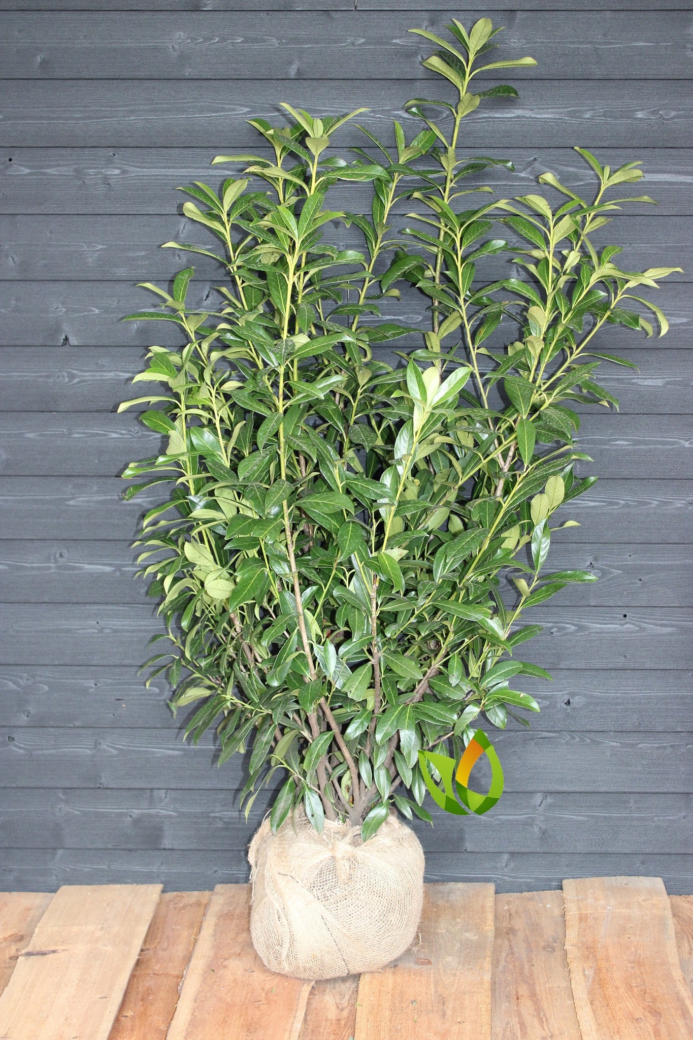 Laurierkers ‘Caucasica’ of Prunus laurocerasus ‘Caucasica ...