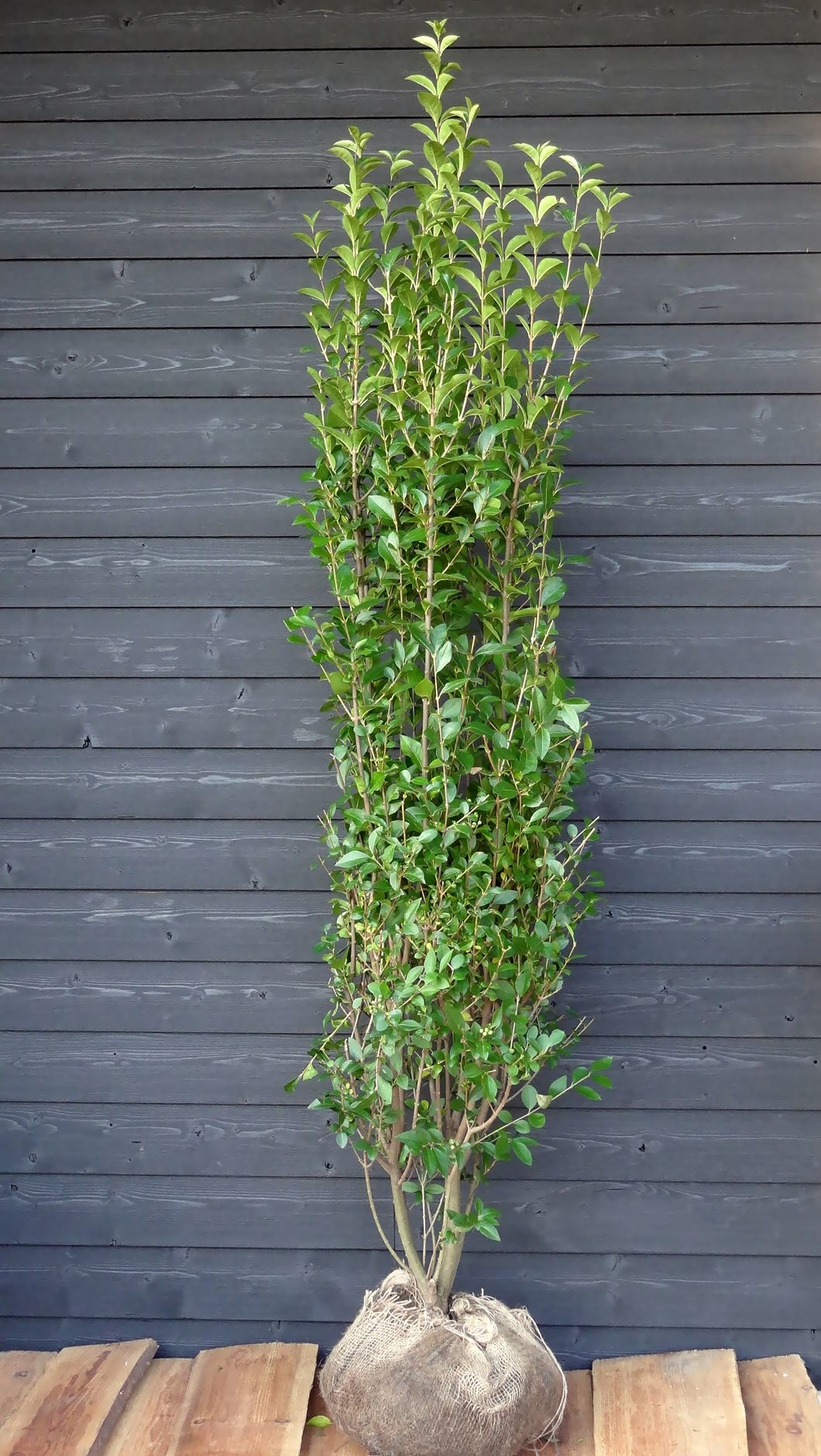 Liguster(ligustrum vulgare 'Atrovirens'? Bestel hier online ...