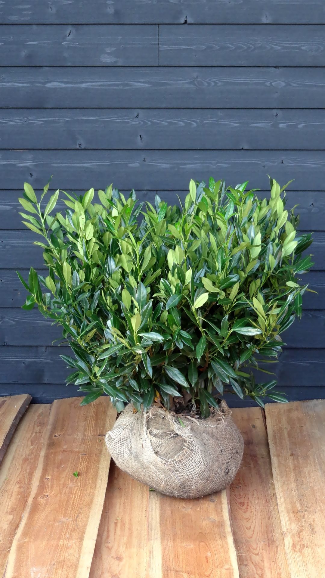 Prunus laurocerasus ‘Otto Luyken’ 60 à 80 cm ? Bestel hier online ...