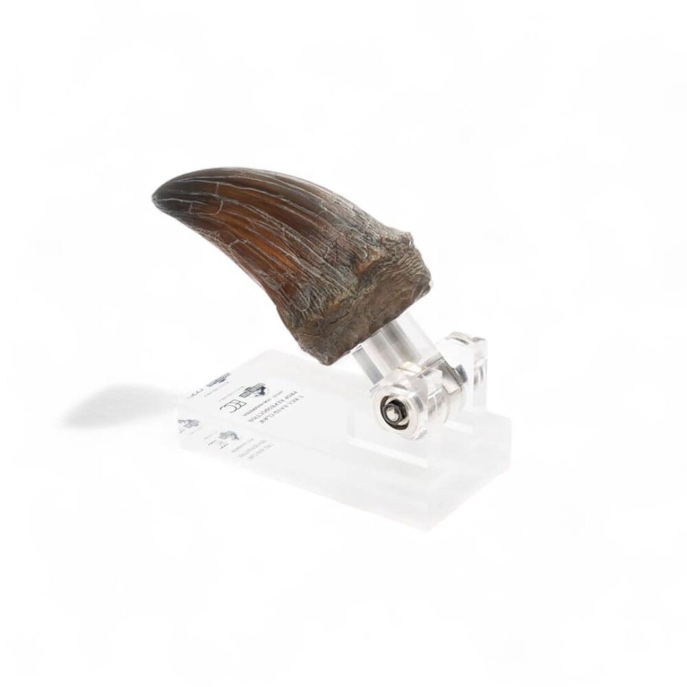 Jurassic Park Statue T-Rex Hand Claw - Fans