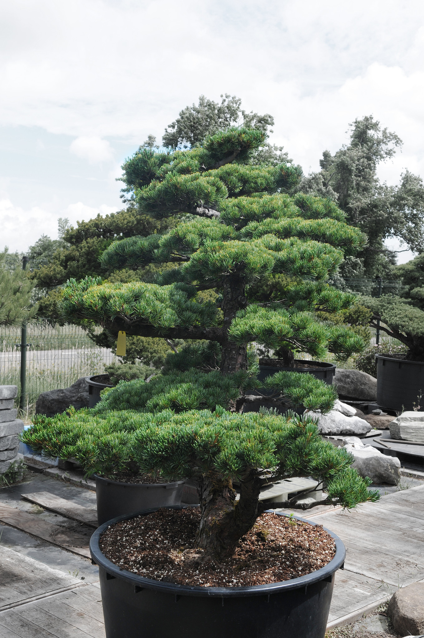 Pino bianco giapponese, 180 cm, ± 35 anni - Bonsai Plaza