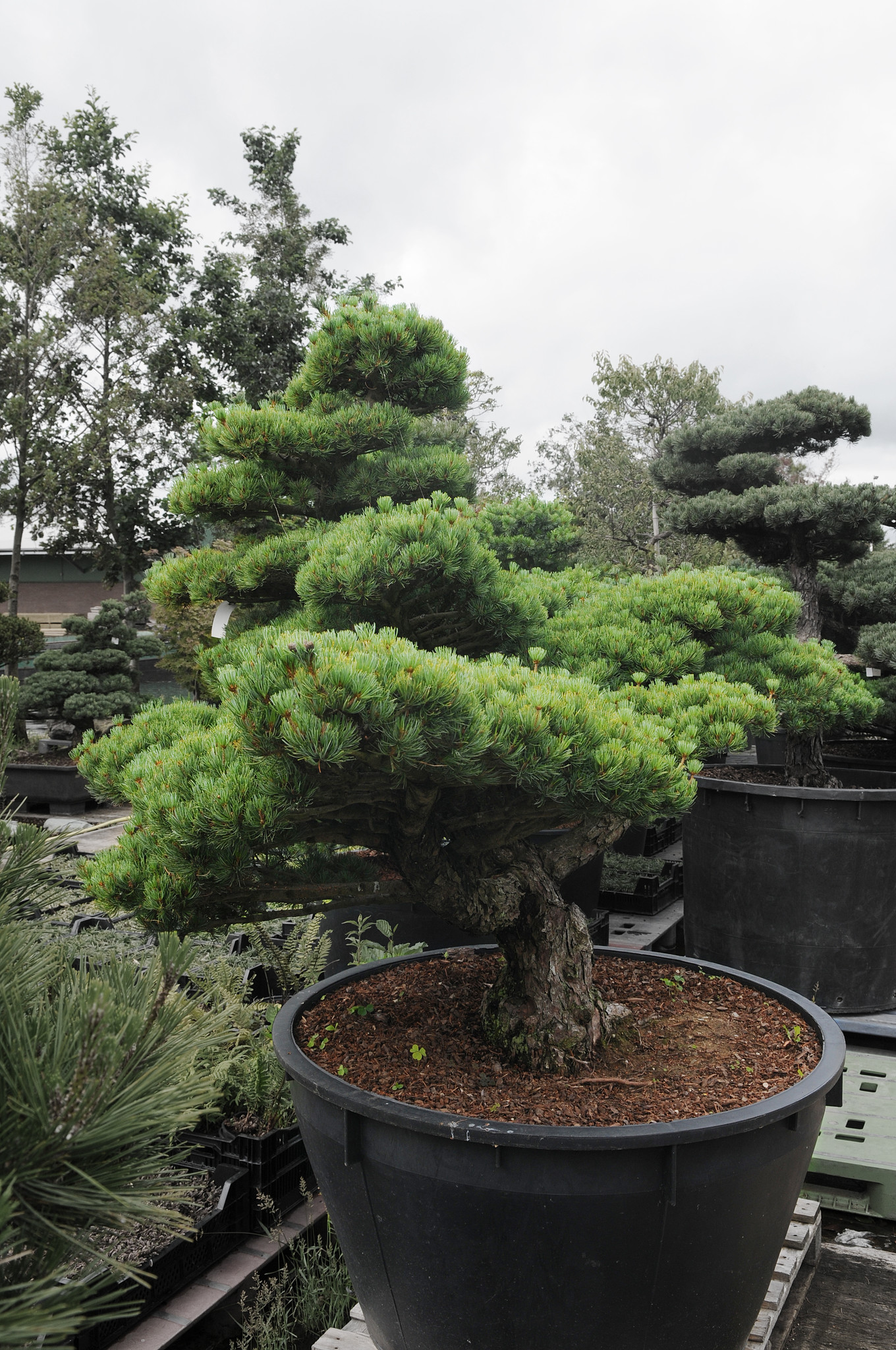 Japanse witte den, 170 cm, ± 40 jaar oud - Bonsai Plaza