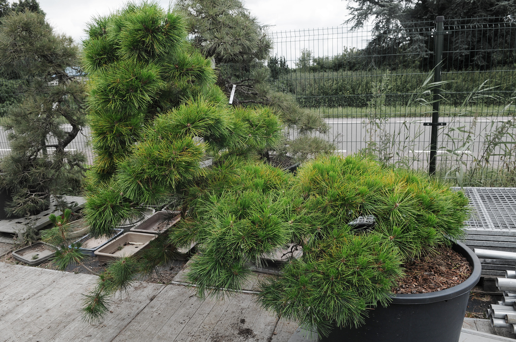 Japanse zwarte den, 140 cm, ± 55 jaar oud - Bonsai Plaza