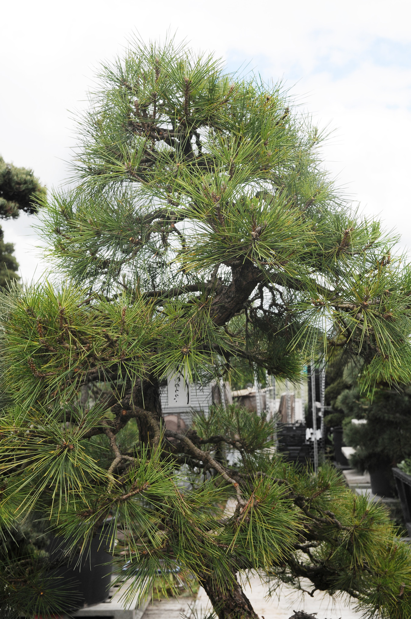 Japanse zwarte den, 190 cm, ± 55 jaar oud - Bonsai Plaza