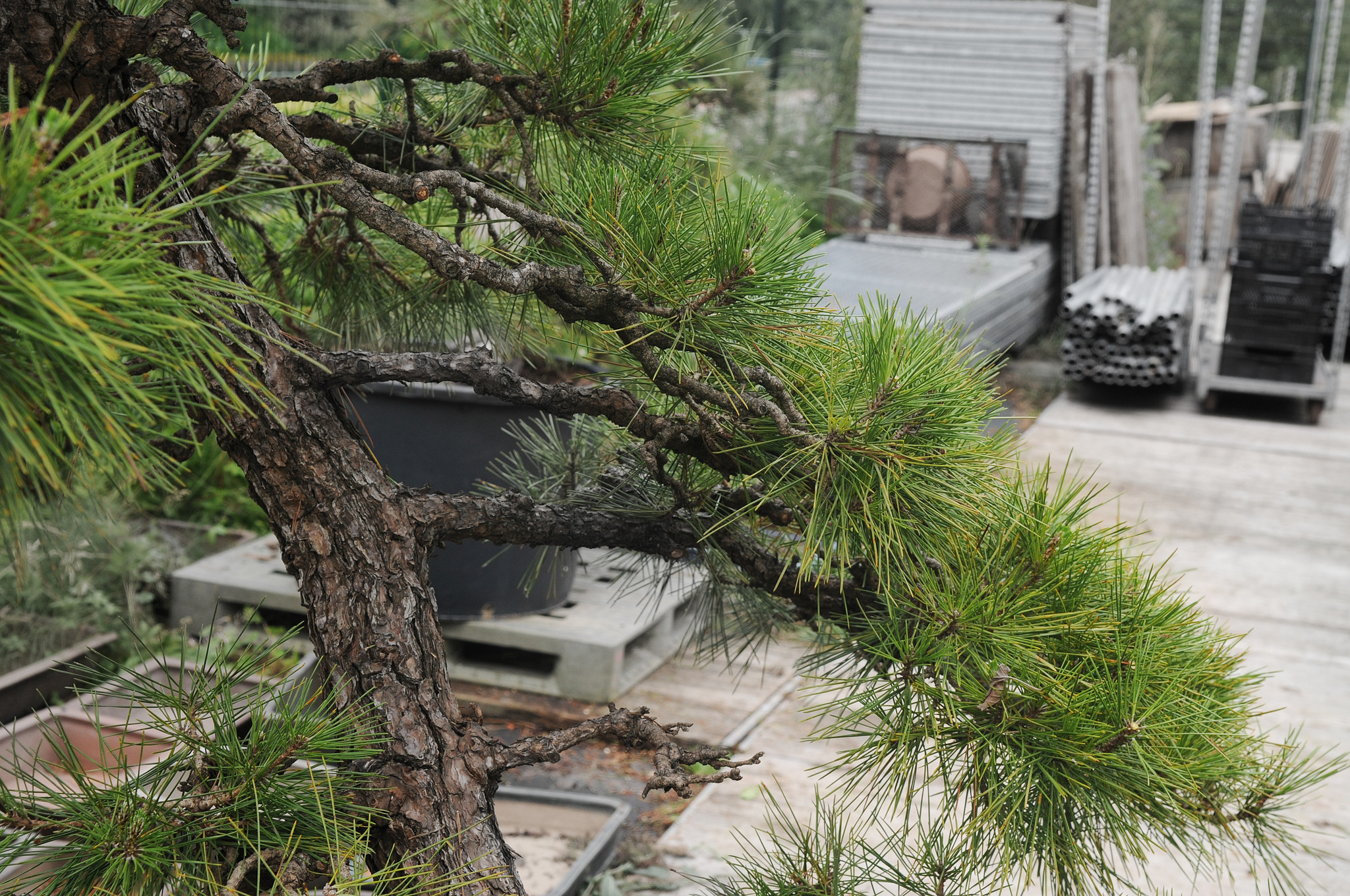 Japanse zwarte den, 190 cm, ± 55 jaar oud - Bonsai Plaza