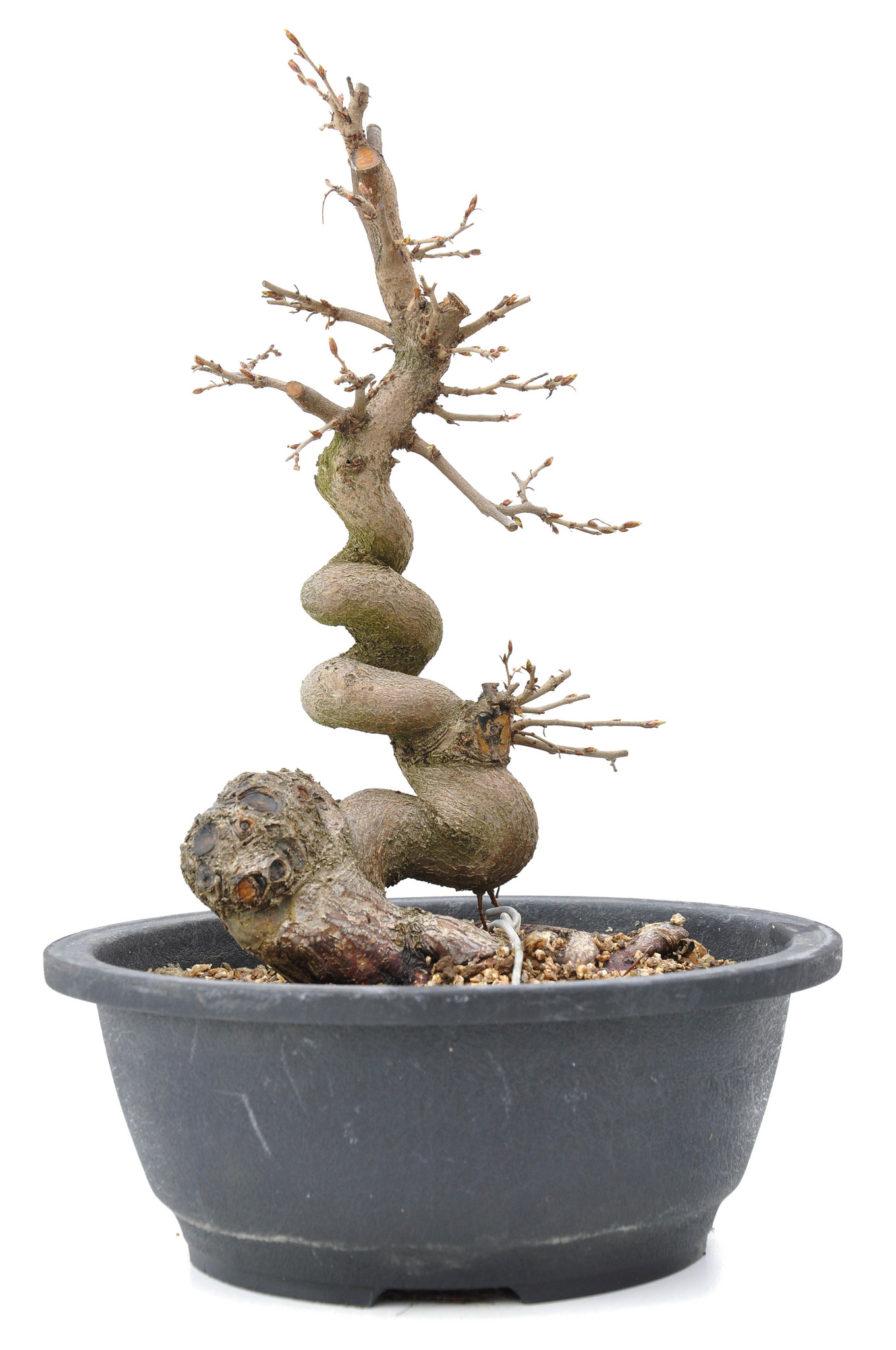 Carpinus coreana, 27,5 cm, ± 15 years old - Bonsai Plaza