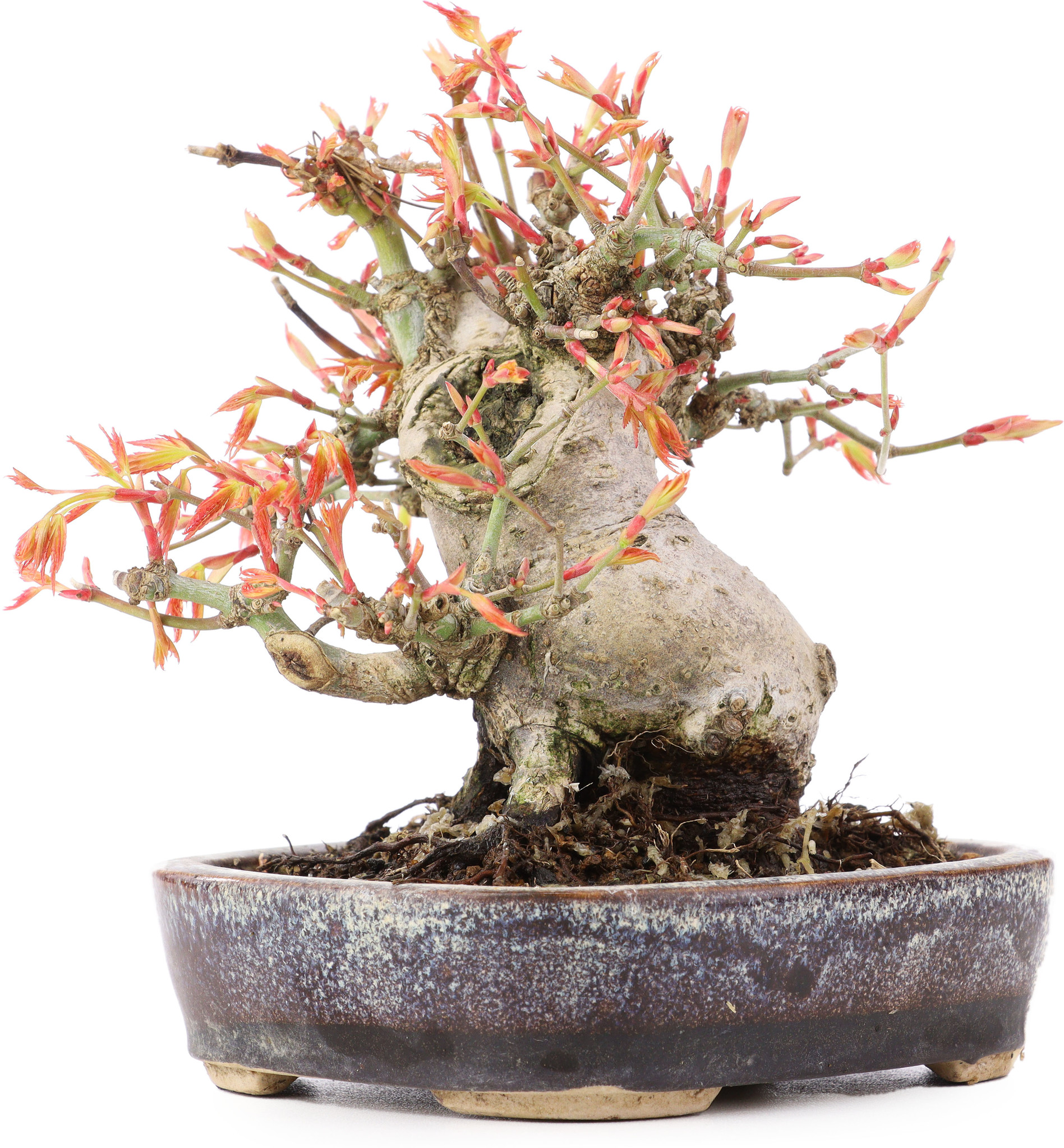 Acer palmatum, 12,5 cm, ± 15 years old - Bonsai Plaza