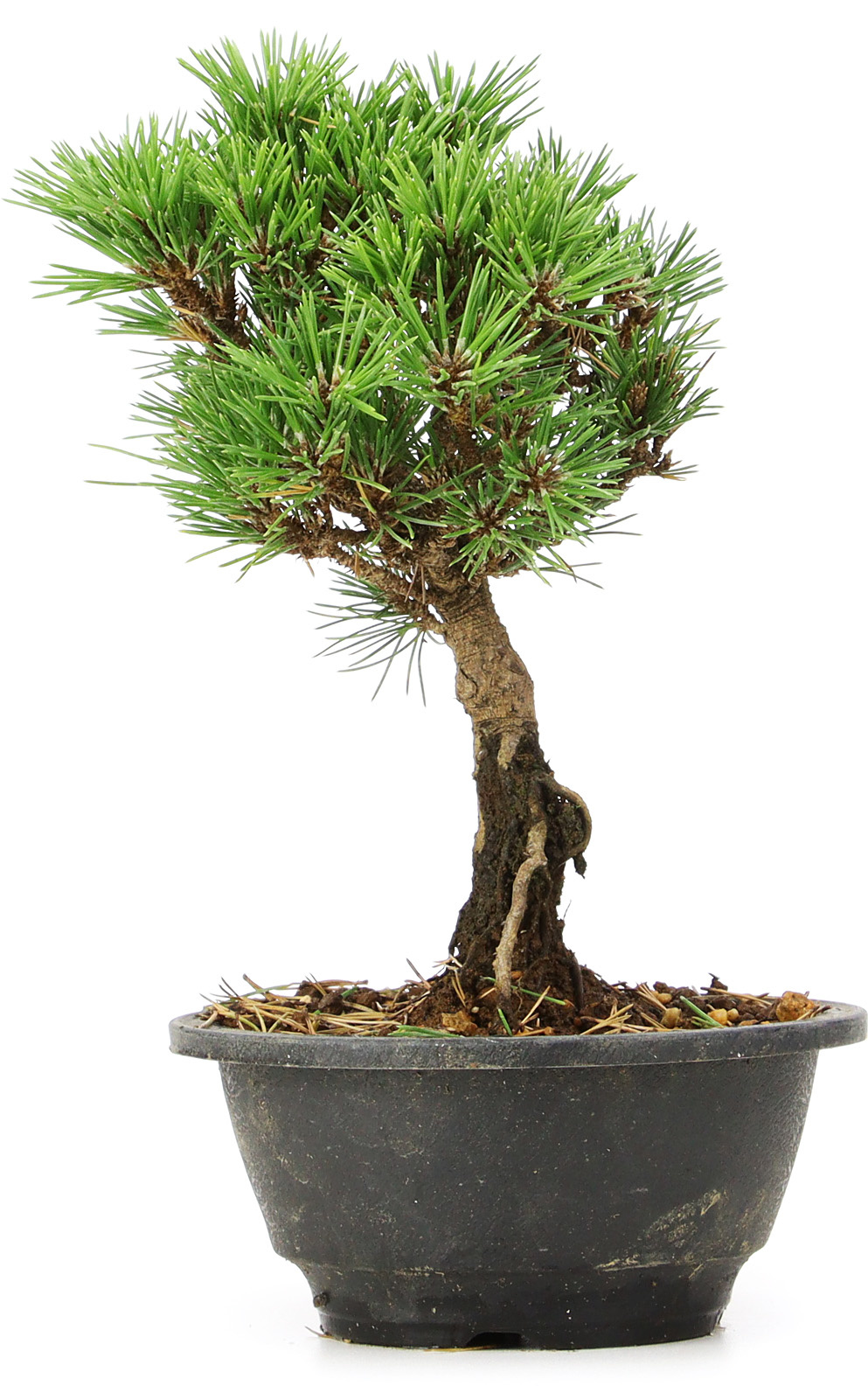 Pinus thunbergii, 23 cm, ± 8 years old - Bonsai Plaza