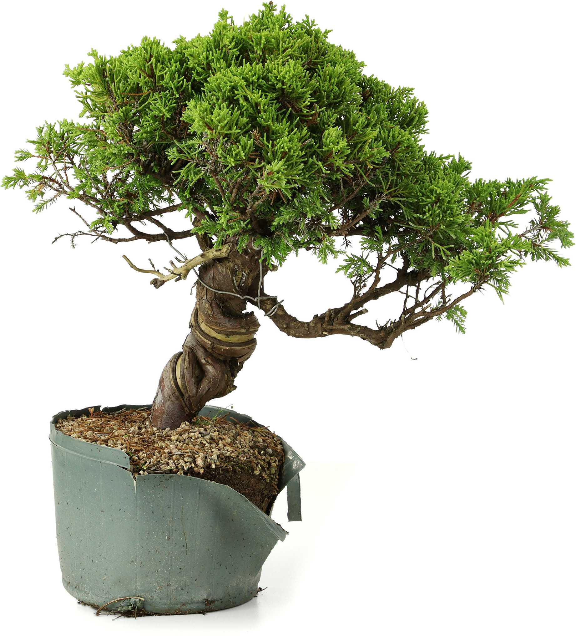 Juniperus chinensis, 26 cm, ± 20 years old - Bonsai Plaza